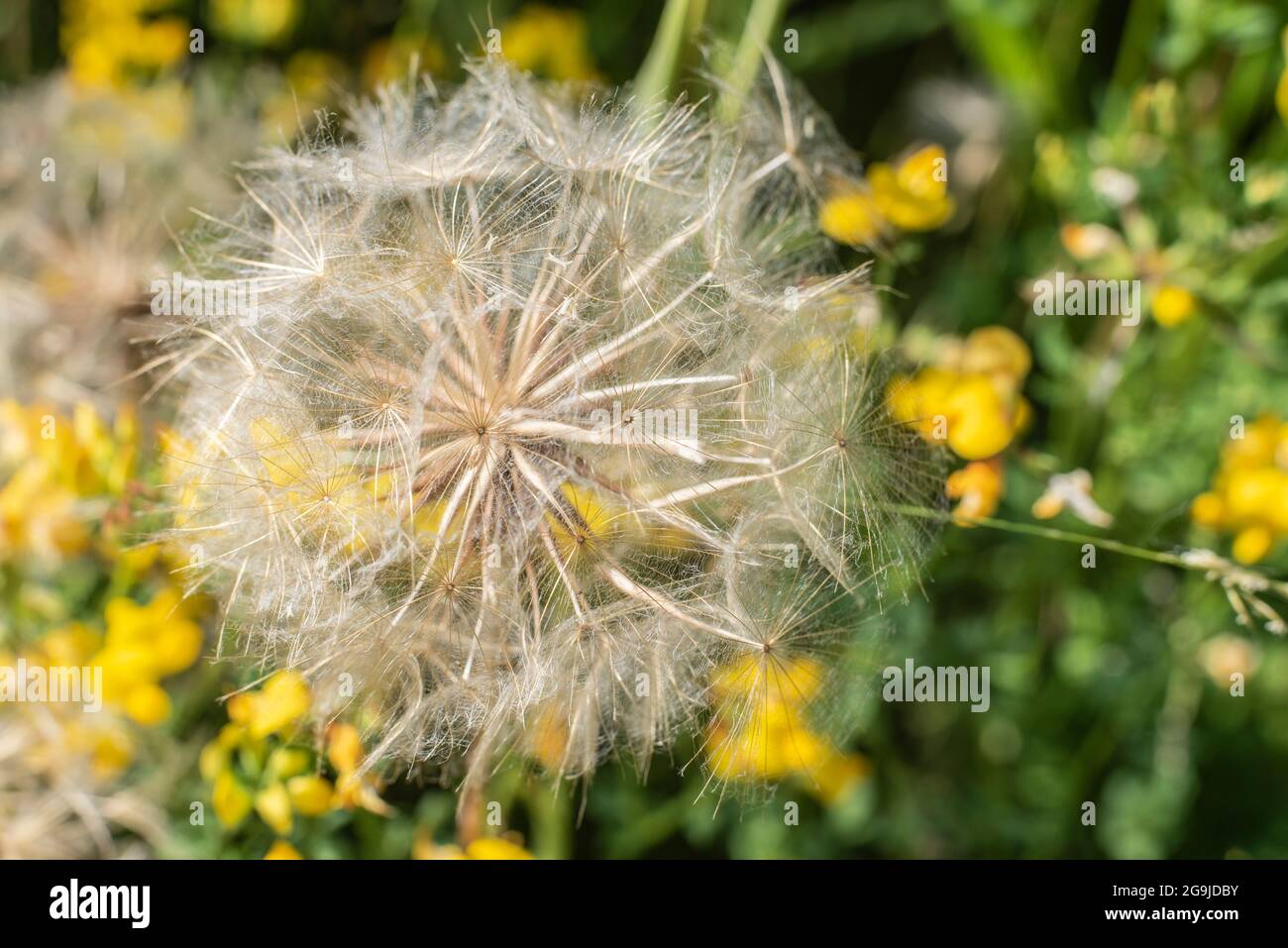 Macrophotography seed hi-res stock photography and images - Alamy