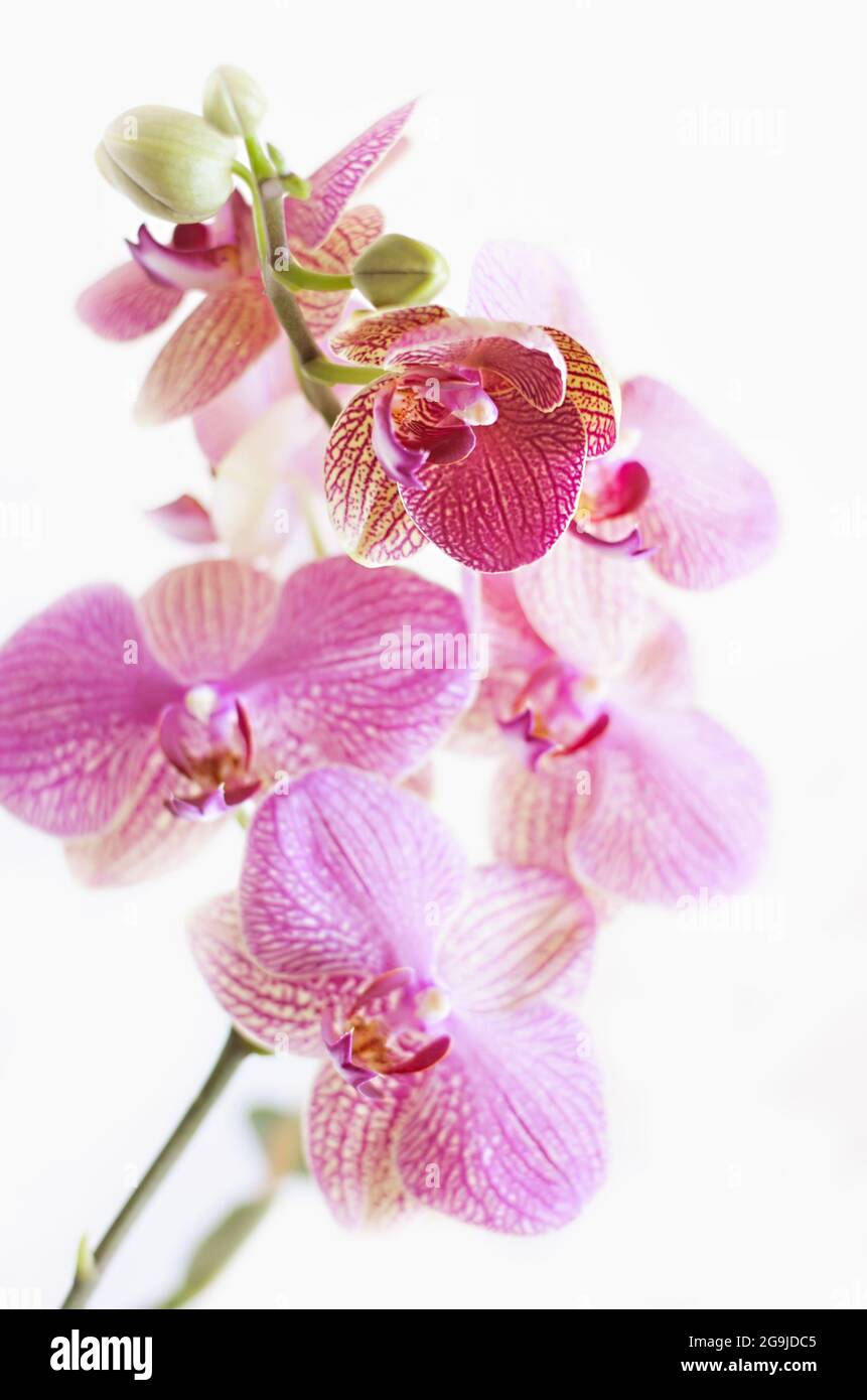 Flovers bloom hi-res stock photography and images - Alamy