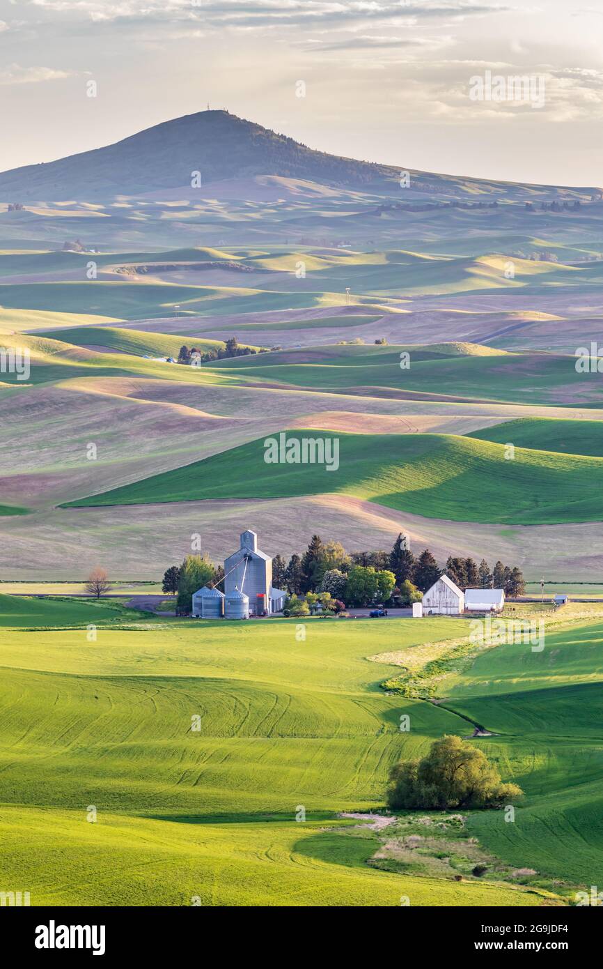 Farmington, Washington, USA. May 24, 2021. Wheat farms in front of ...