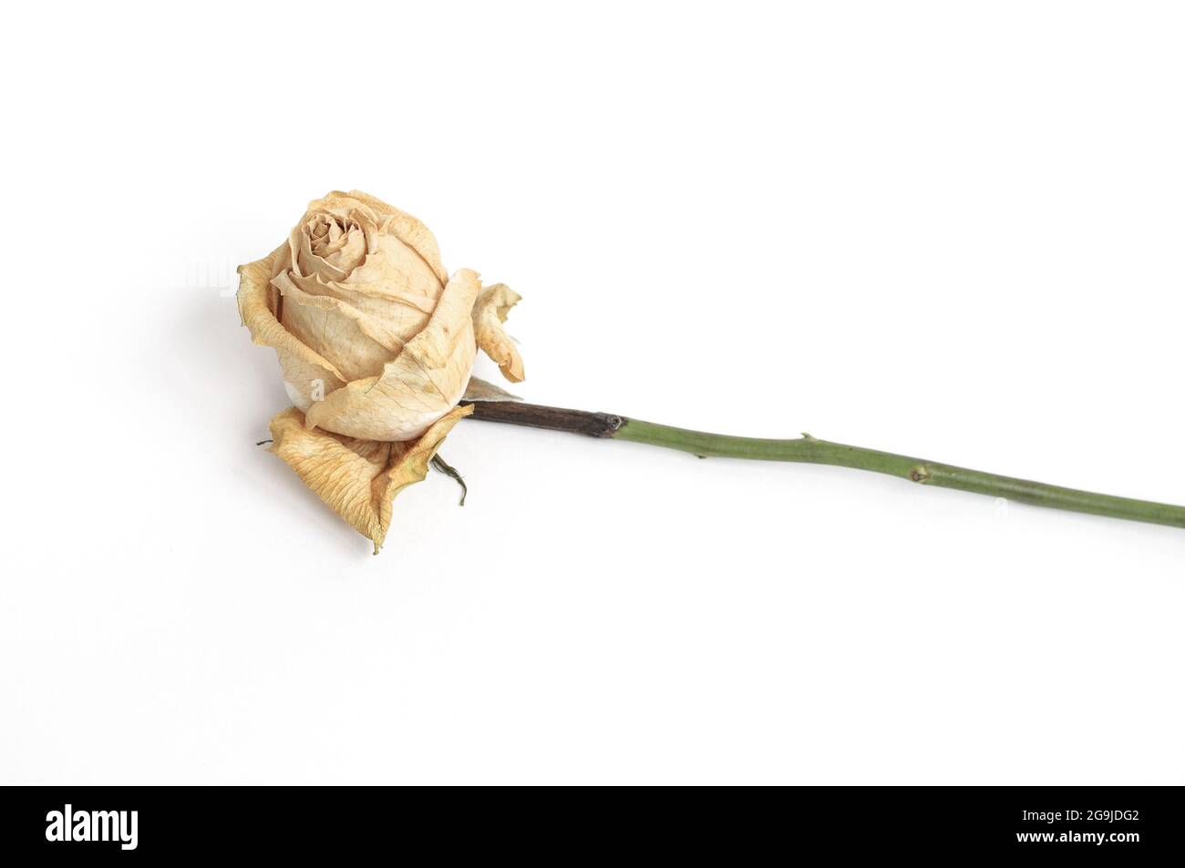 Single dead flower Cut Out Stock Images & Pictures - Alamy