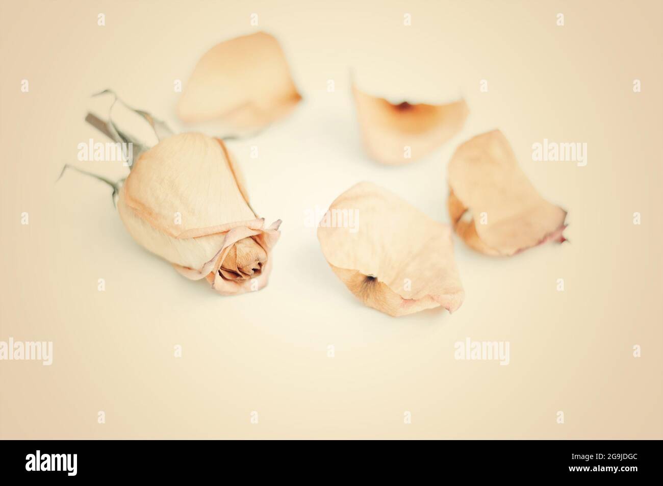 Dead white rose, Short depth-of-field Stock Photo - Alamy