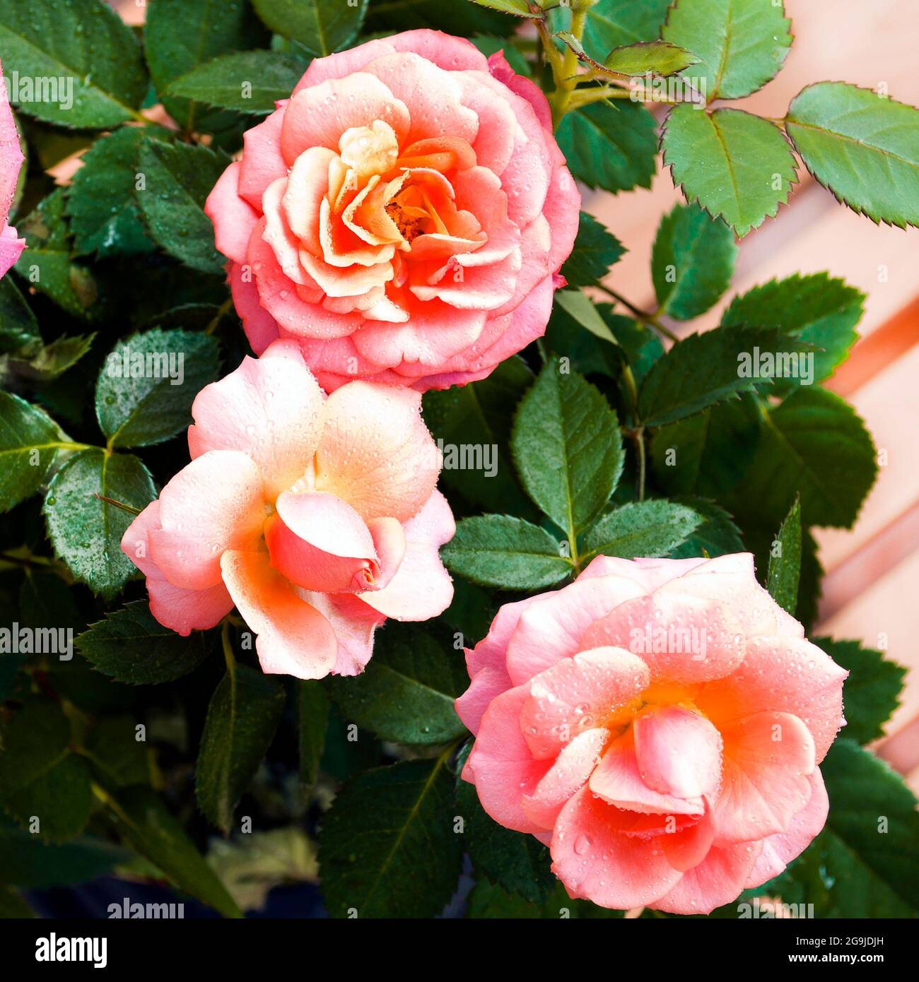 Pink roses. Blooming shrub roses in a pot Stock Photo - Alamy