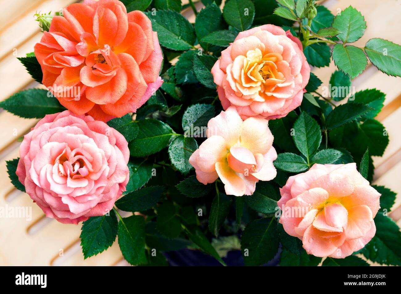 Blooming shrub roses in a pot Stock Photo - Alamy