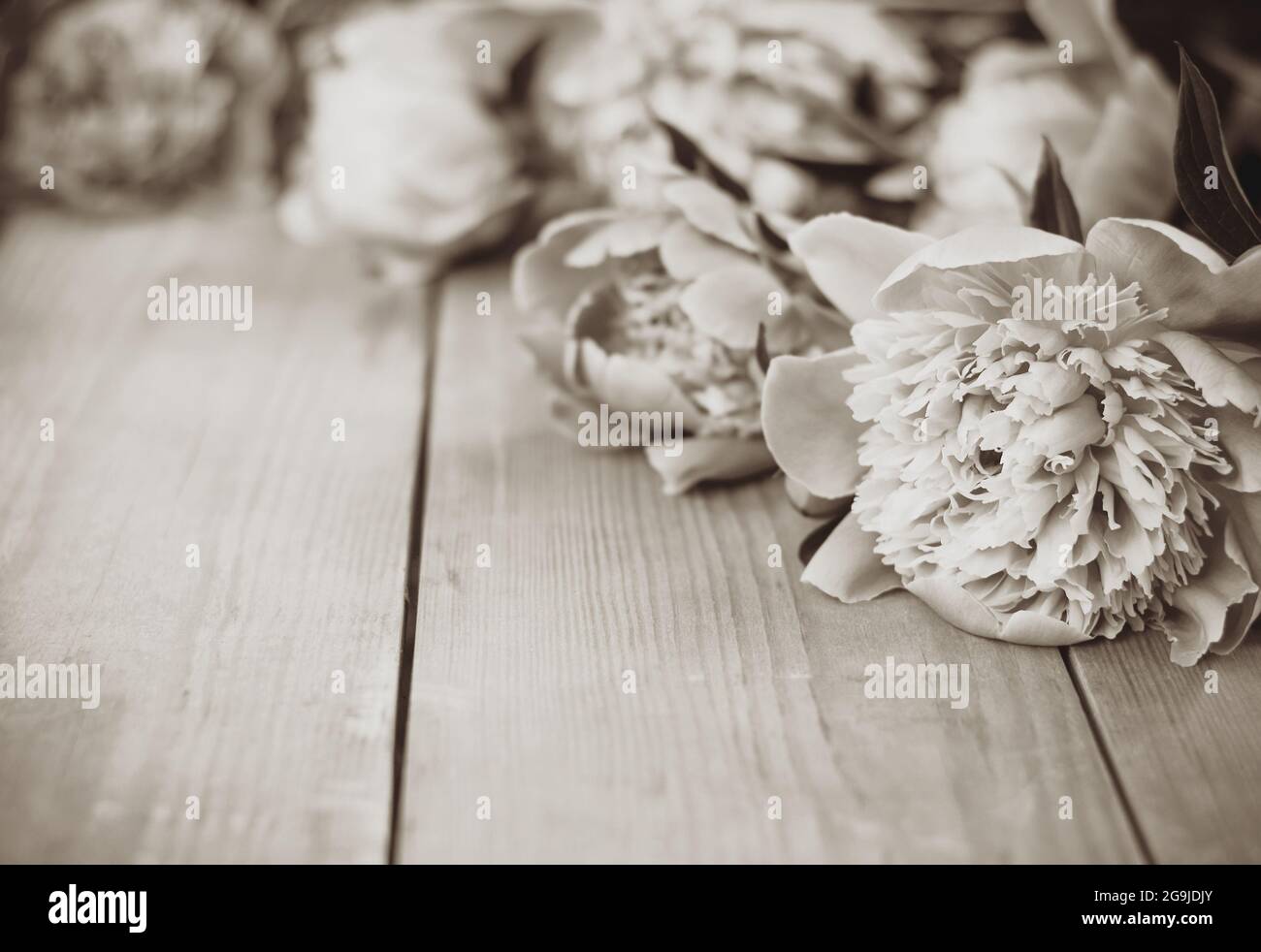 Sepia flowers on wooden background. Soft focus Stock Photo - Alamy