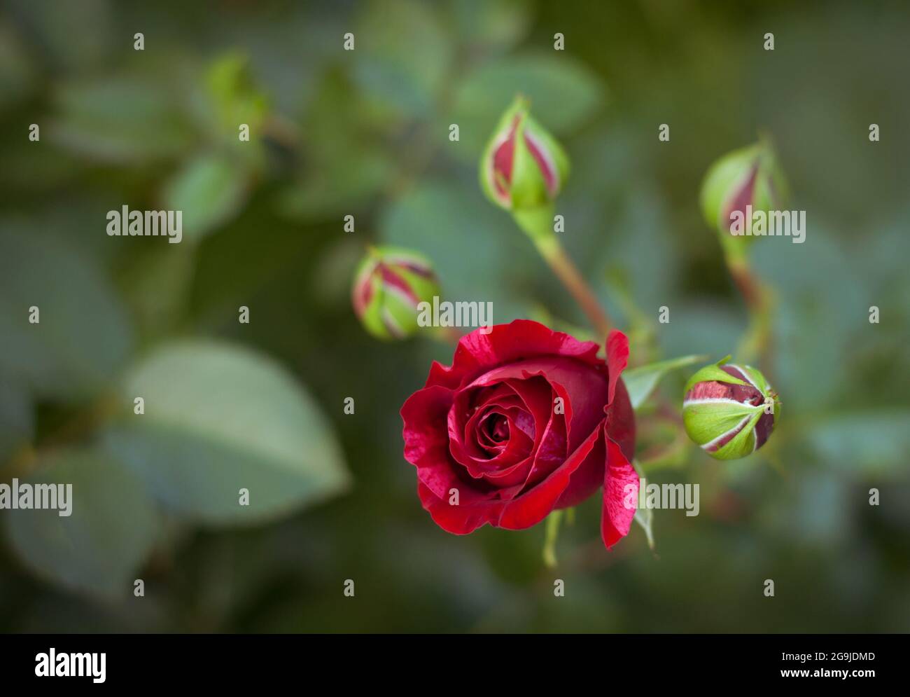 Closest flower hi-res stock photography and images - Alamy
