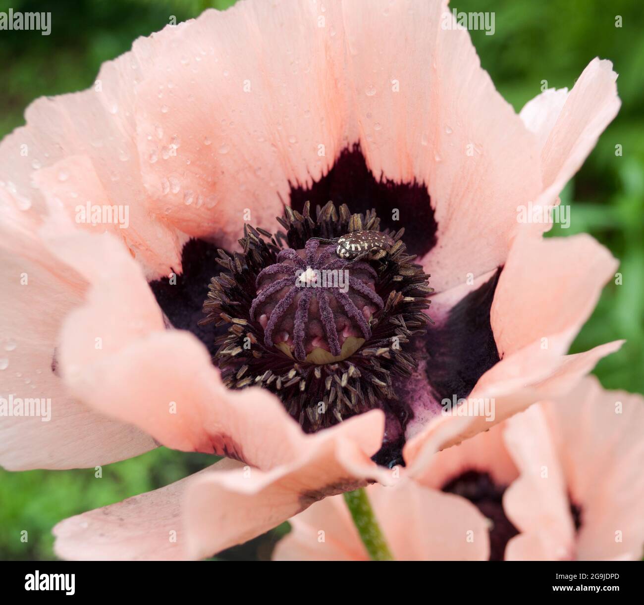 pink poppies growing in a garden Stock Photo - Alamy