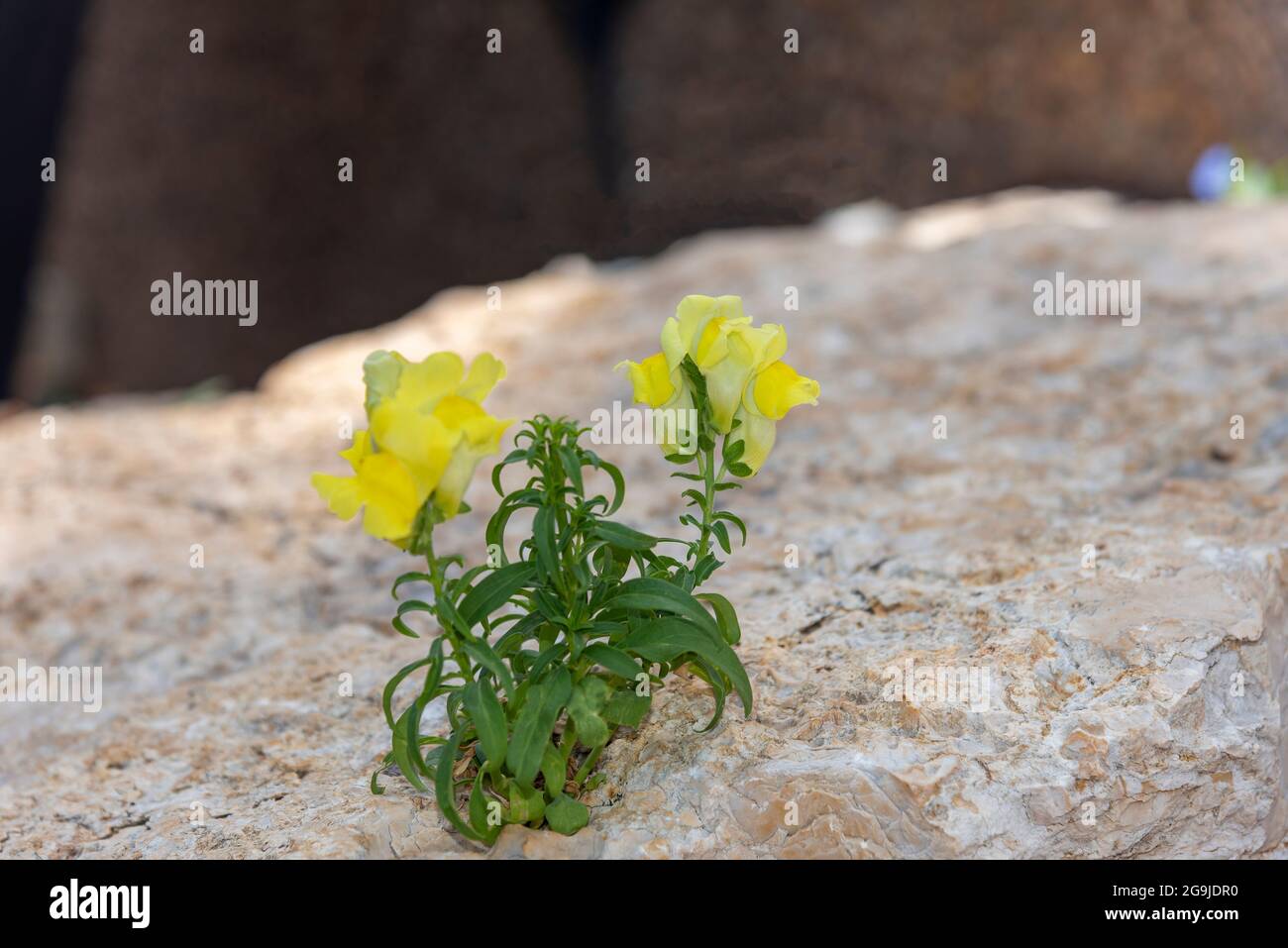 Flowers growing in rock crevice hi-res stock photography and images - Alamy