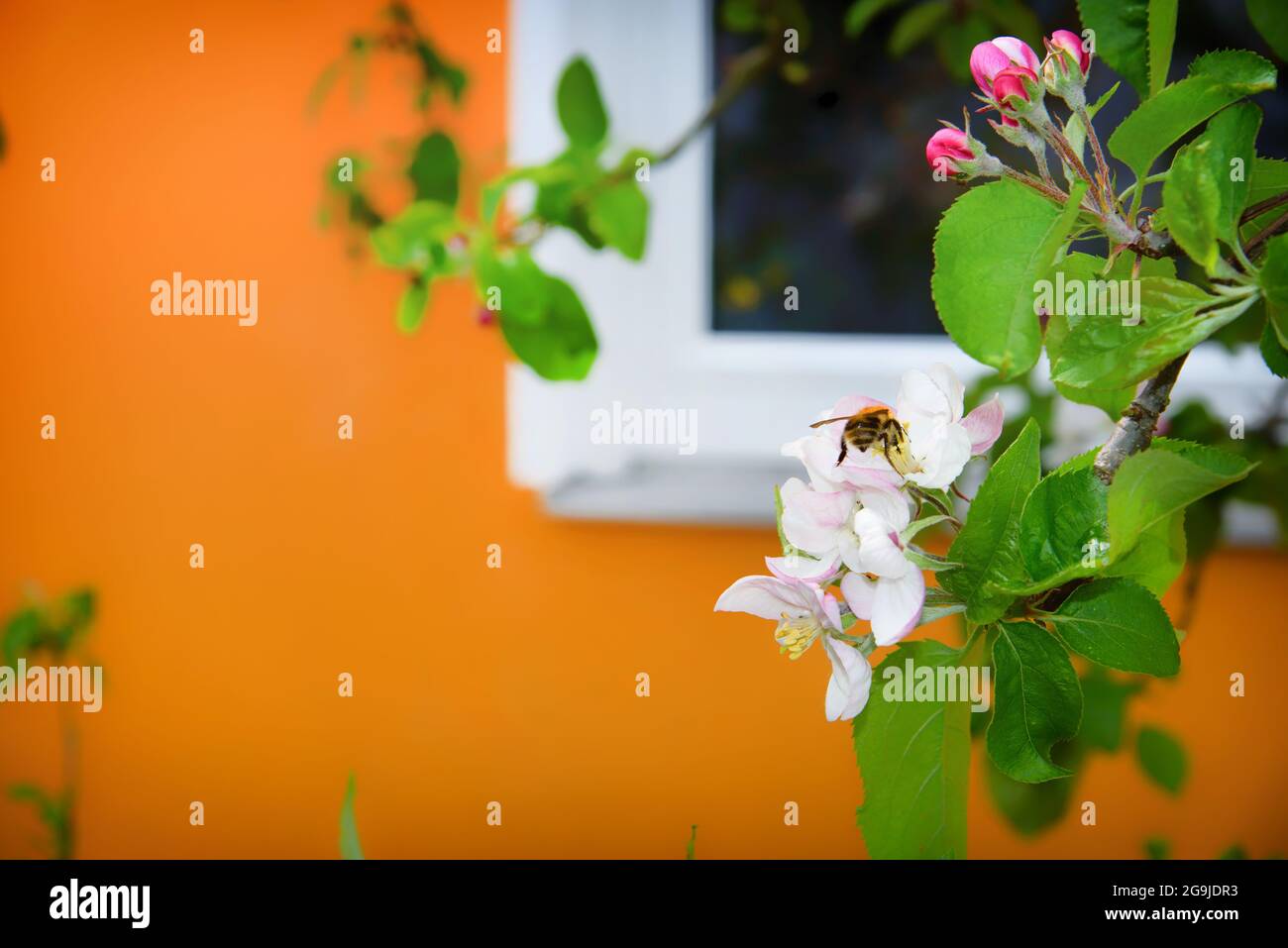 Blur spring blossom background. Blurred background with spring ...