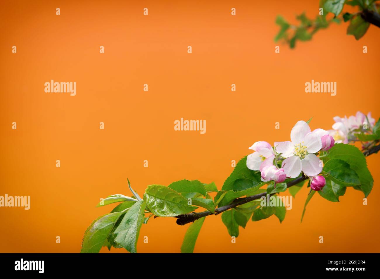 Blur spring blossom background. Blurred background with spring ...
