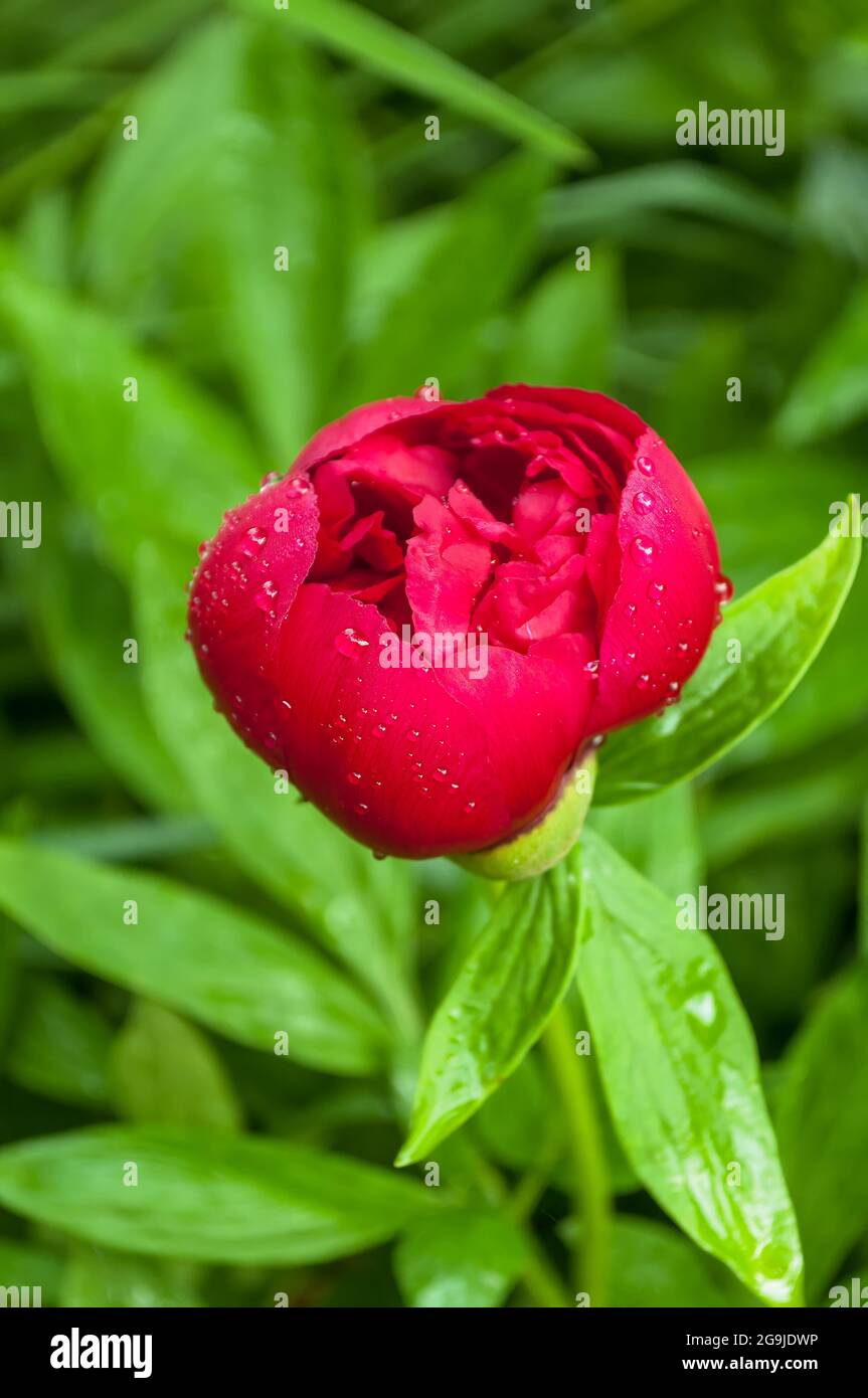 Peony flowers in rain hi-res stock photography and images - Alamy