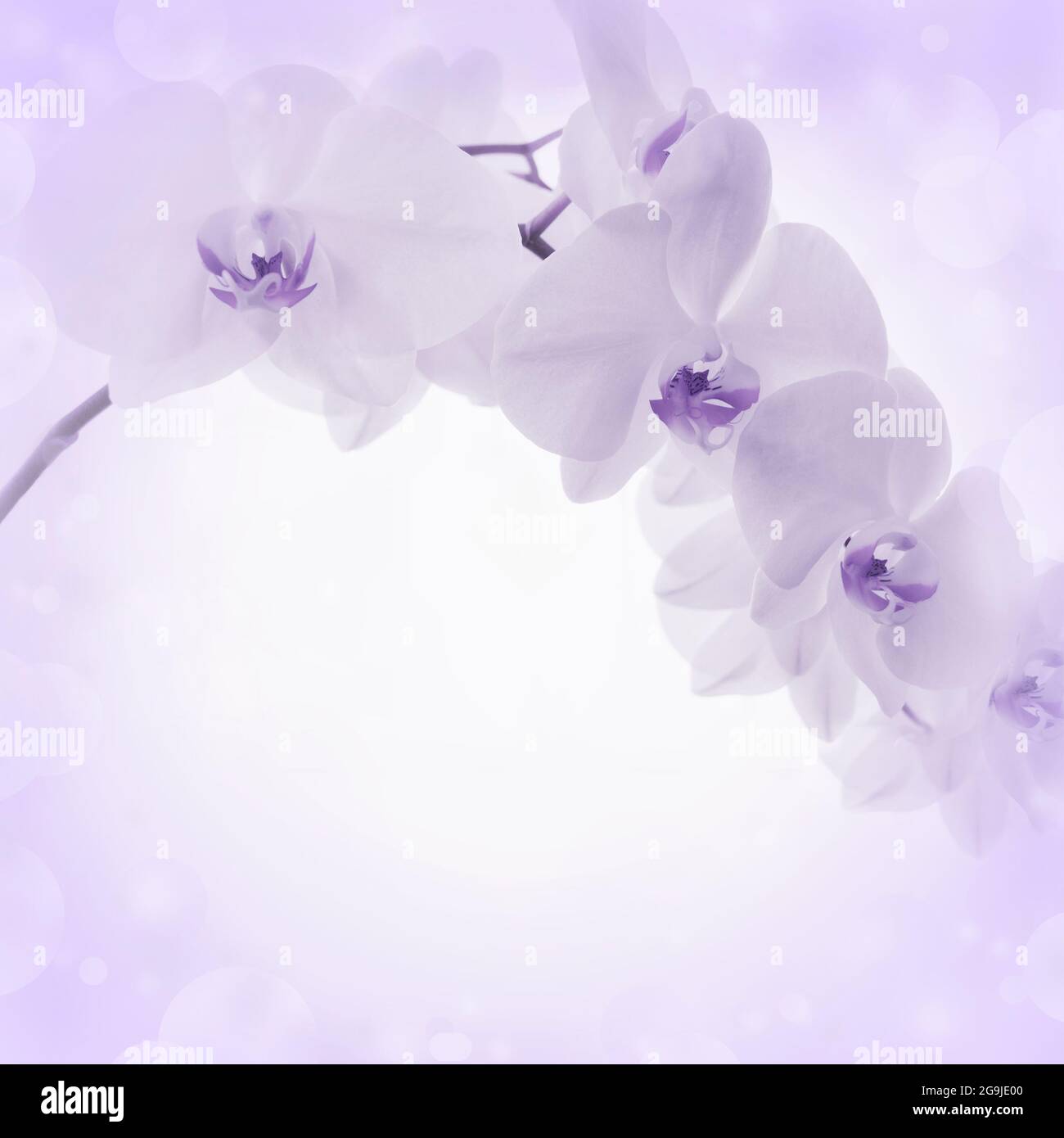 Purple And White Orchids Wallpaper