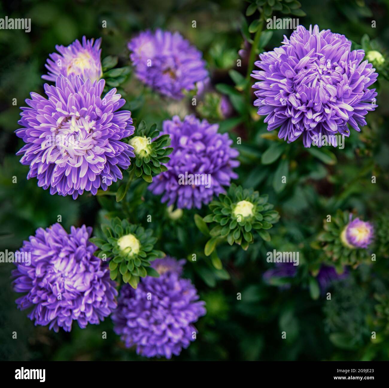 Beautiful blue aster flowers on fall garden Stock Photo - Alamy
