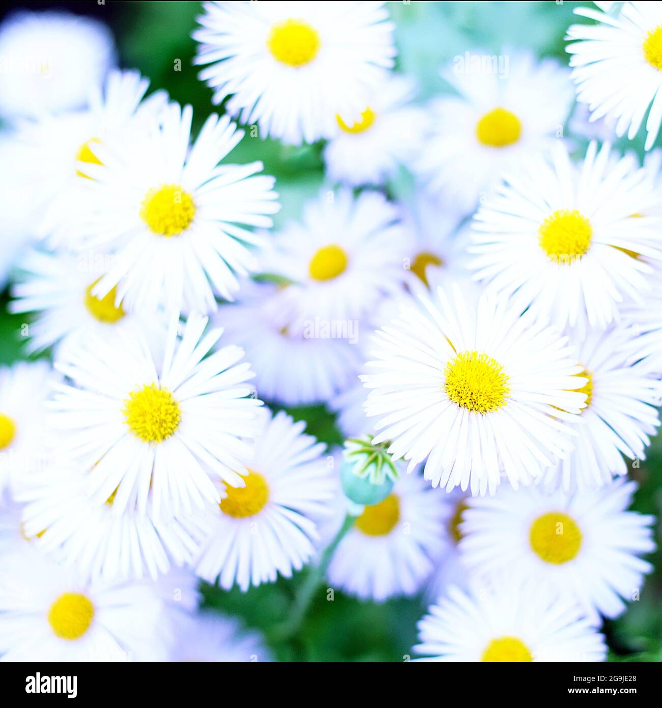 White daisy back lit hi-res stock photography and images - Alamy