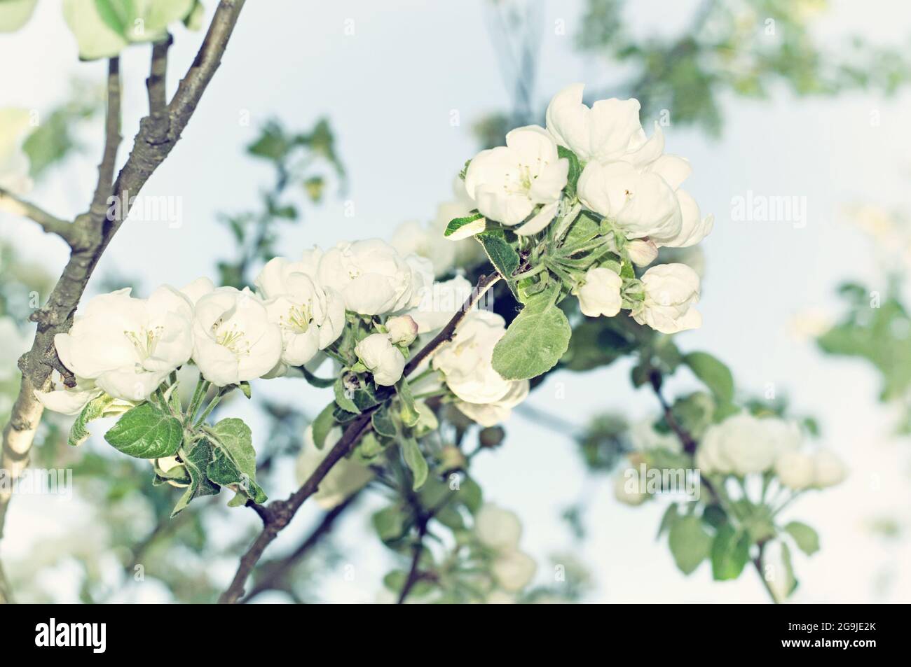 Apple flower branch and blue sky beautiful natural background Stock ...