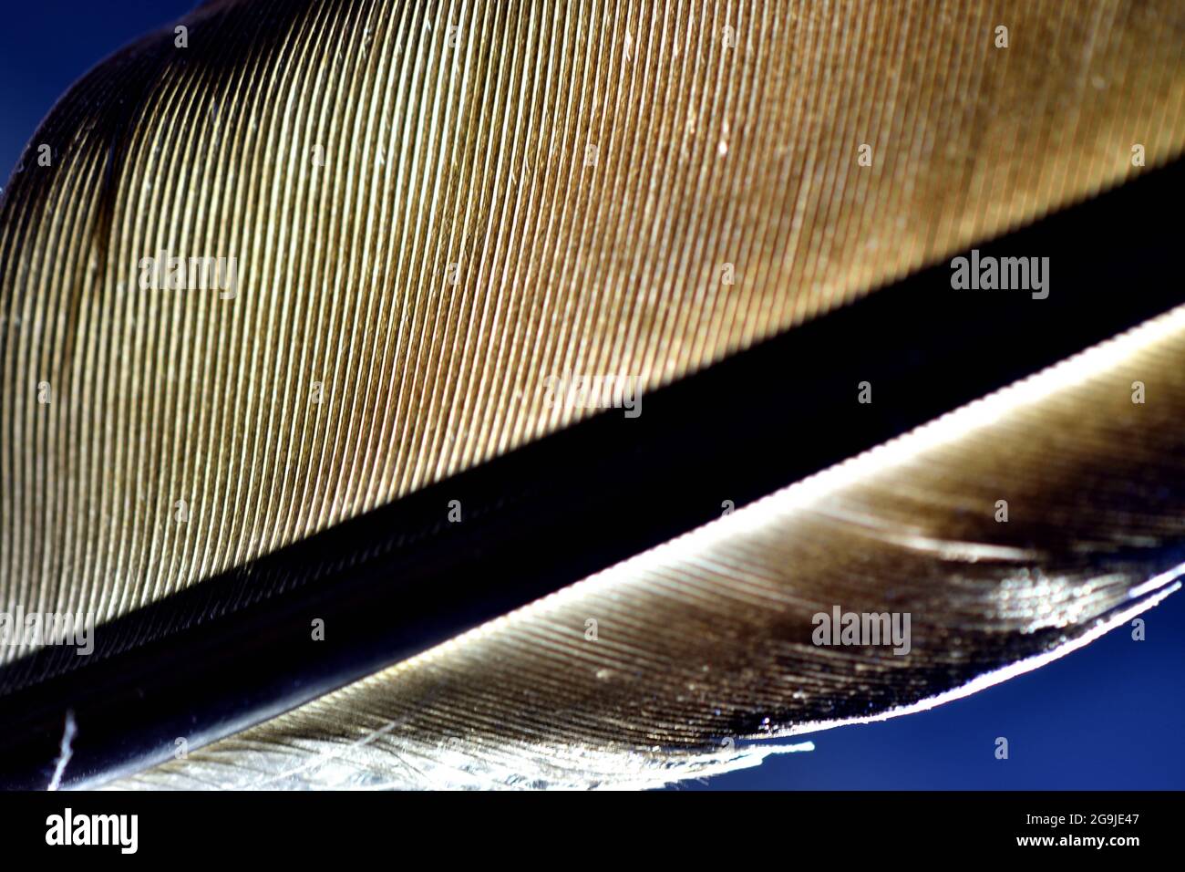 Closeup of a Canada goose (Branta canadensis) feather showing the ...