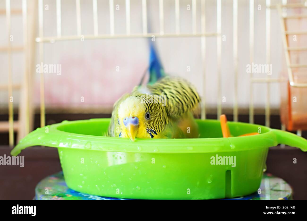 Budgie close up hi-res stock photography and images - Alamy