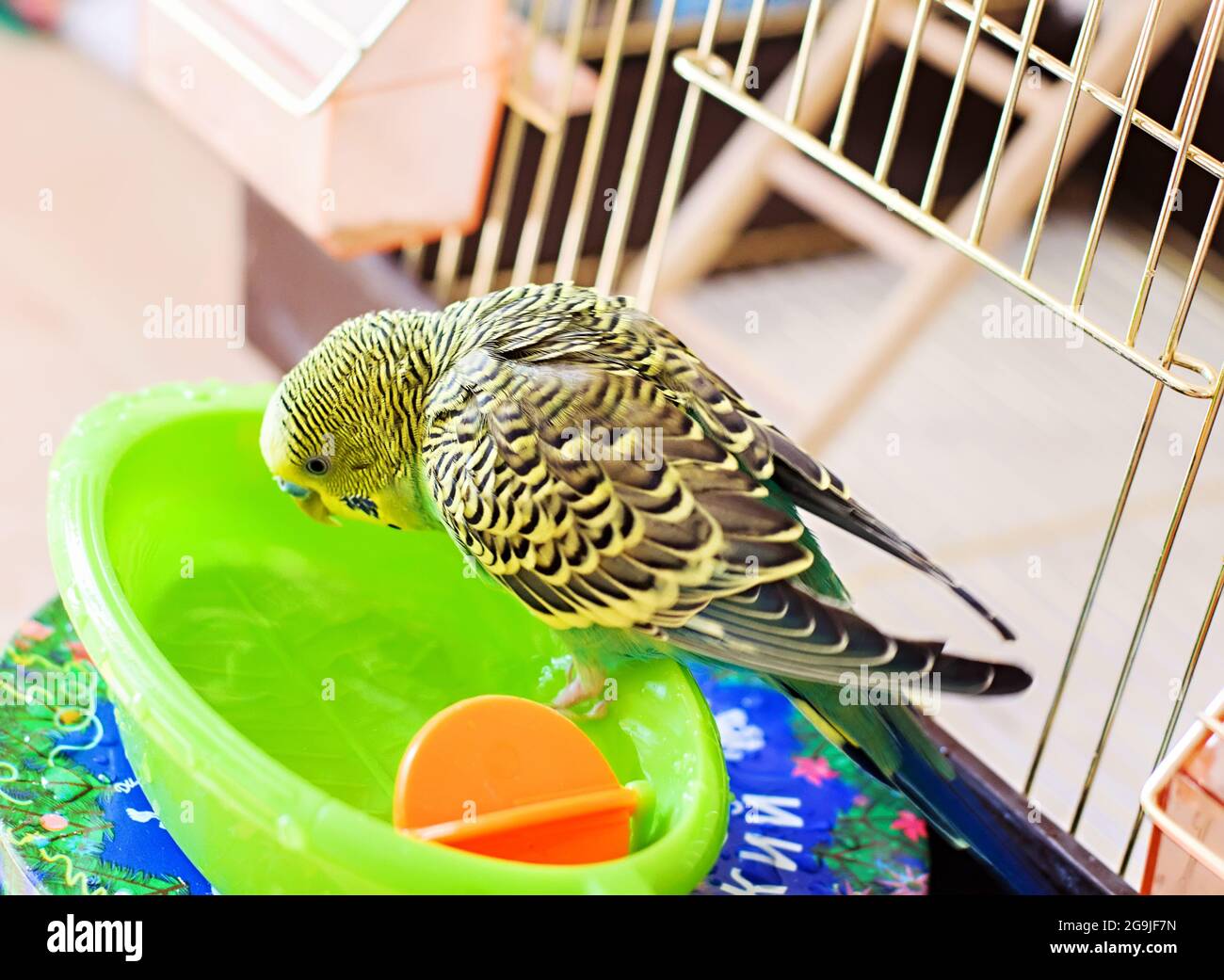 Yellow budgie budgerigar birds in hi-res stock photography and images ...