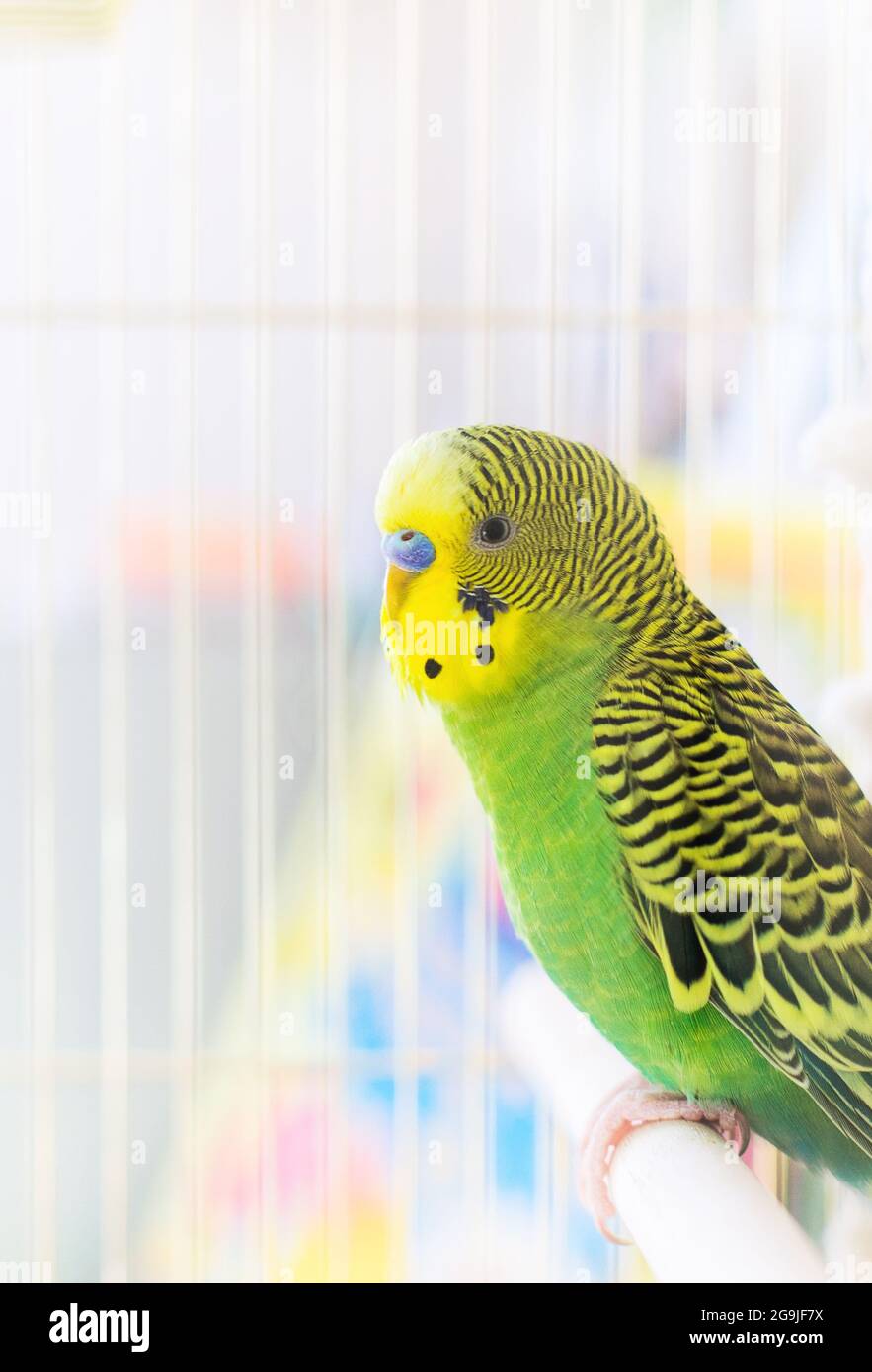 Budgerigar (Melopsittacus undulatus) is a small parrot occurring in ...