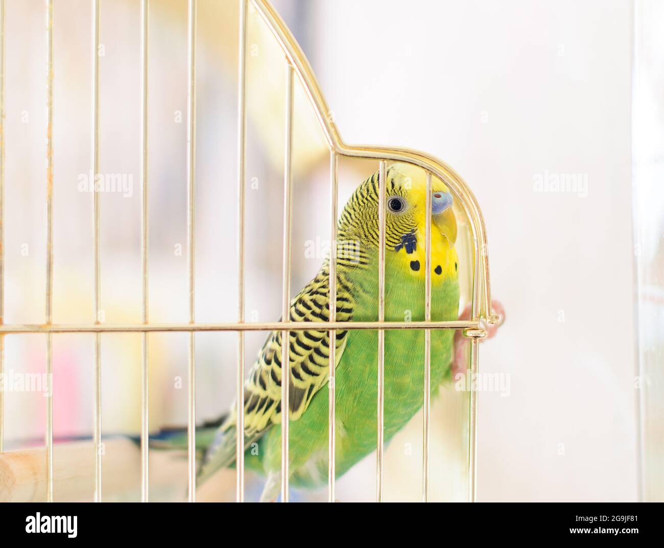 Budgerigar (Melopsittacus undulatus) is a small parrot occurring in ...
