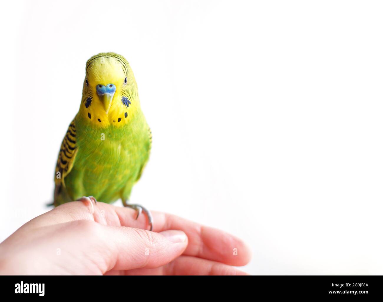 Green Budgerigar, domestic budgie, sitting on cage Stock Photo - Alamy