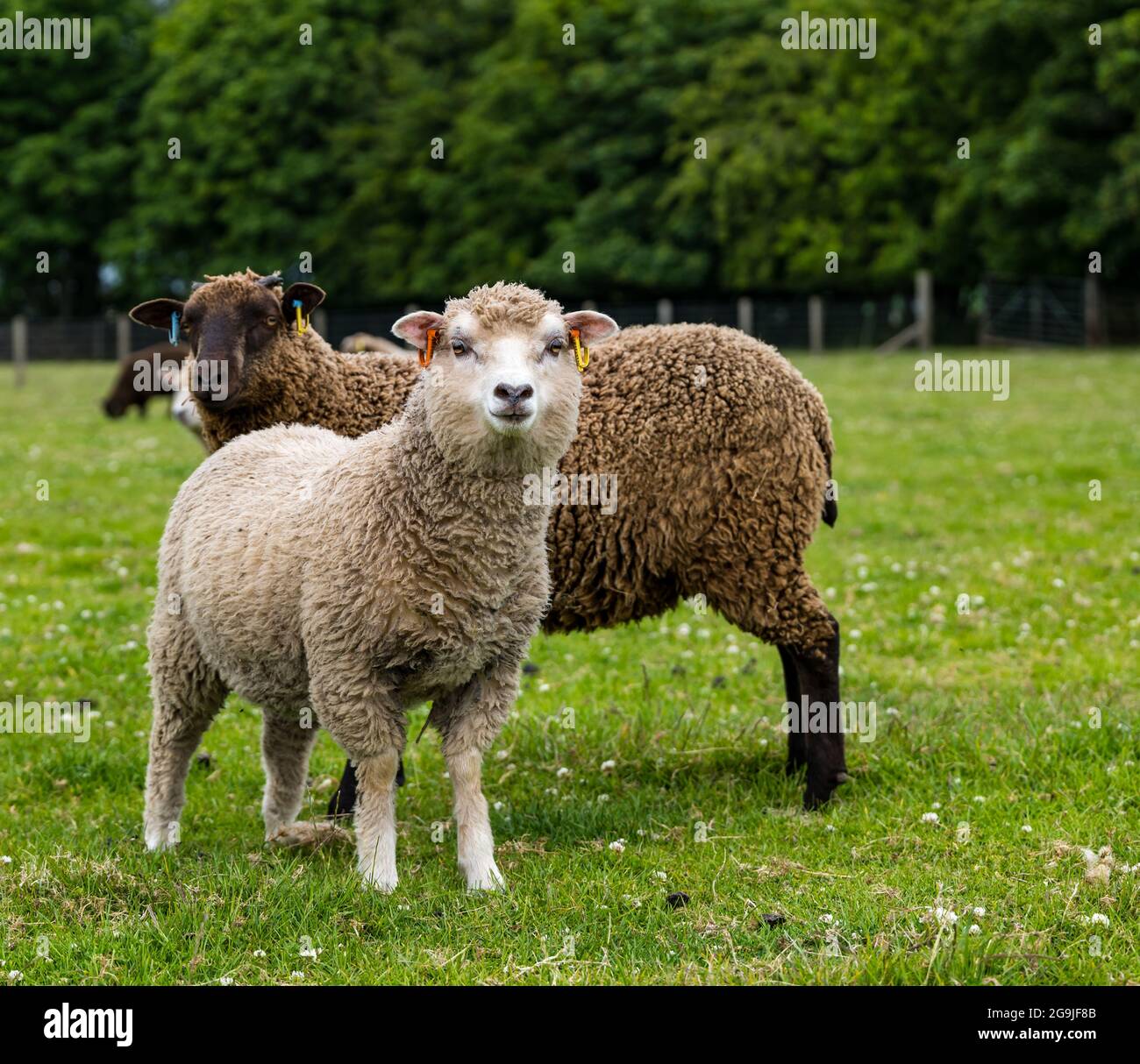 Shetland sheep ewe in green field with six month old female lamb, East ...