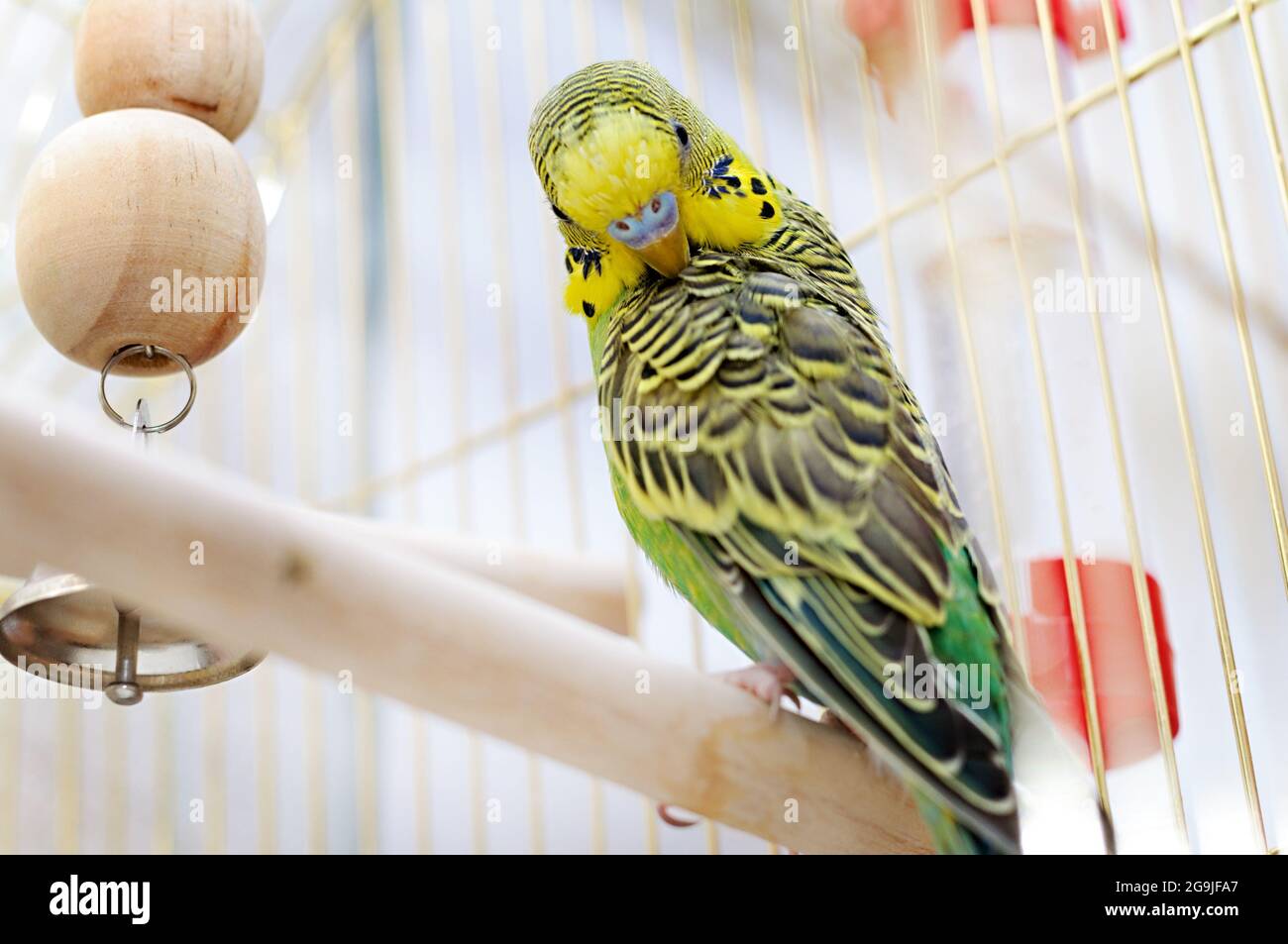 Yellow budgie budgerigar birds in hi-res stock photography and images ...