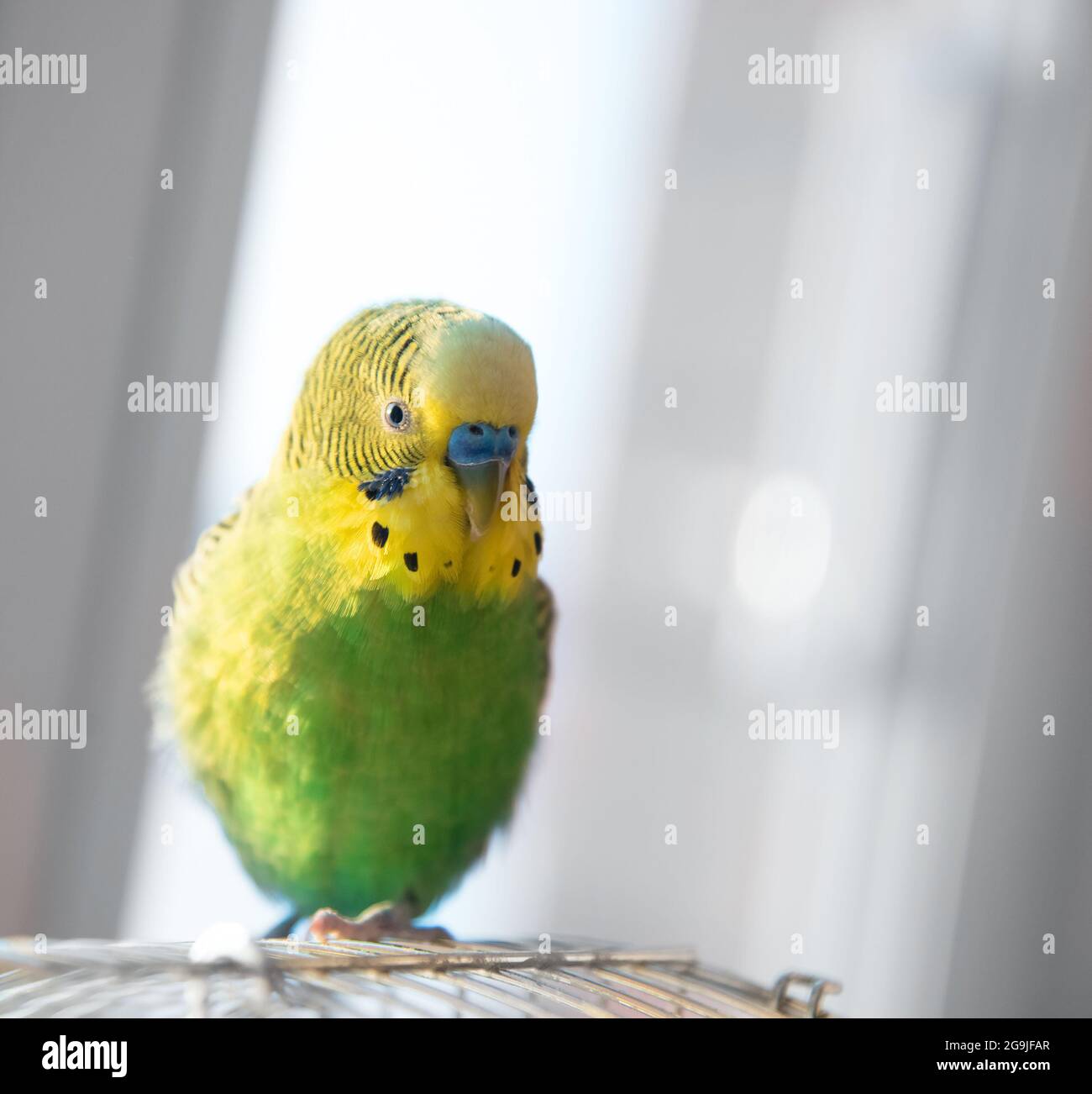 Green budgerigar parrot close up head portrait on blurred background on ...