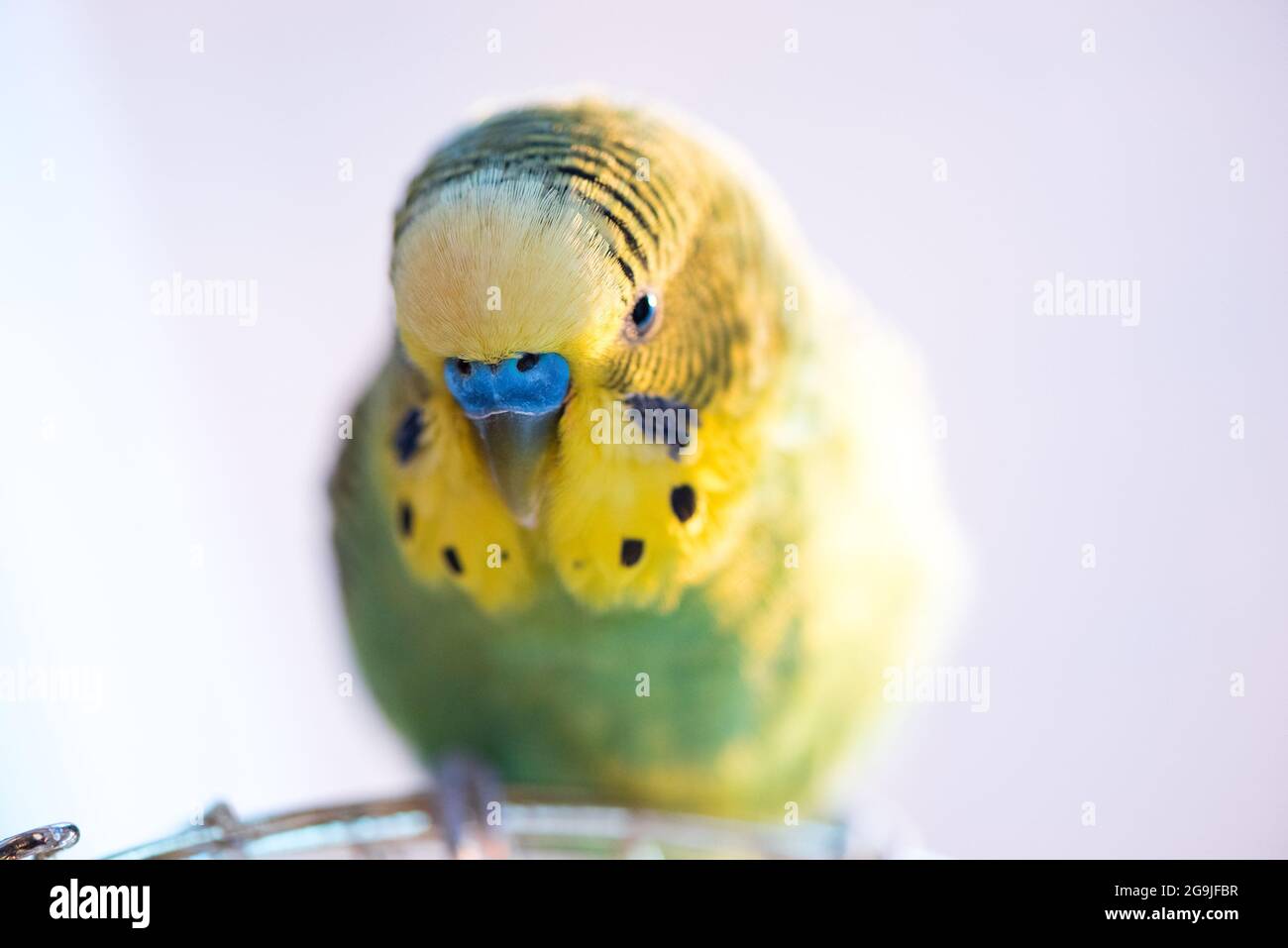 Green budgerigar parrot close up head portrait on blurred background on ...