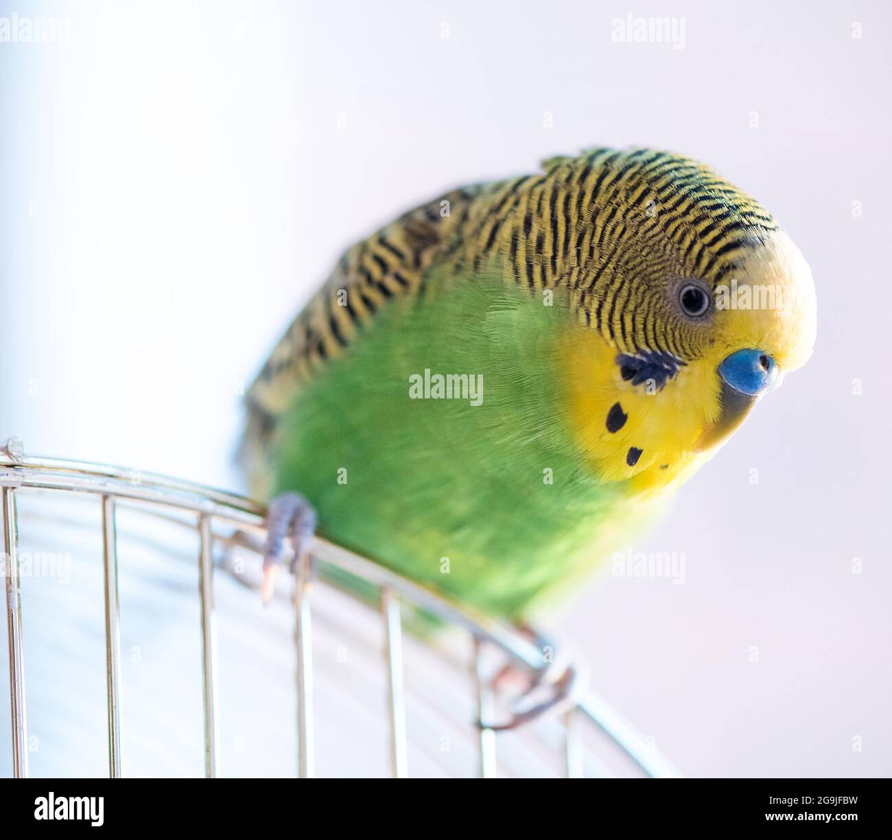 Green budgerigar parrot close up head portrait on blurred background on ...