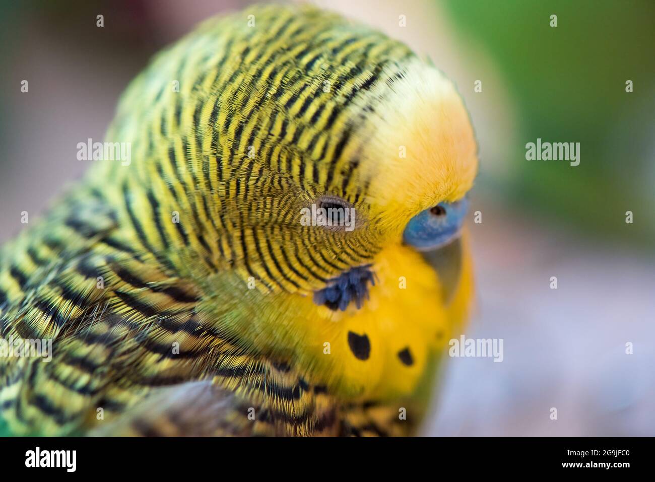 Green budgerigar parrot close up head portrait on blurred background ...