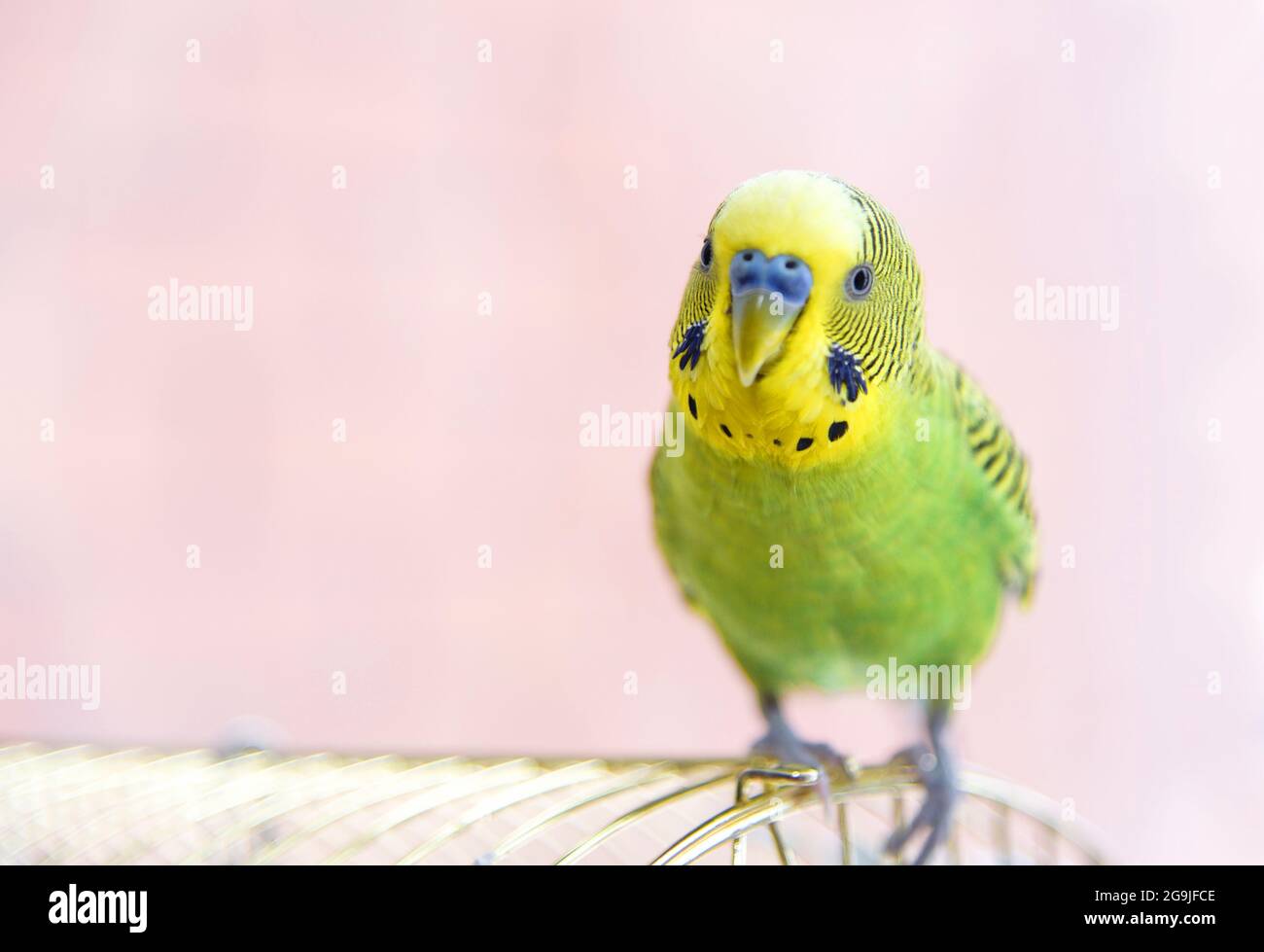 Funny budgerigar on the birdcage. Green Budgie Stock Photo - Alamy