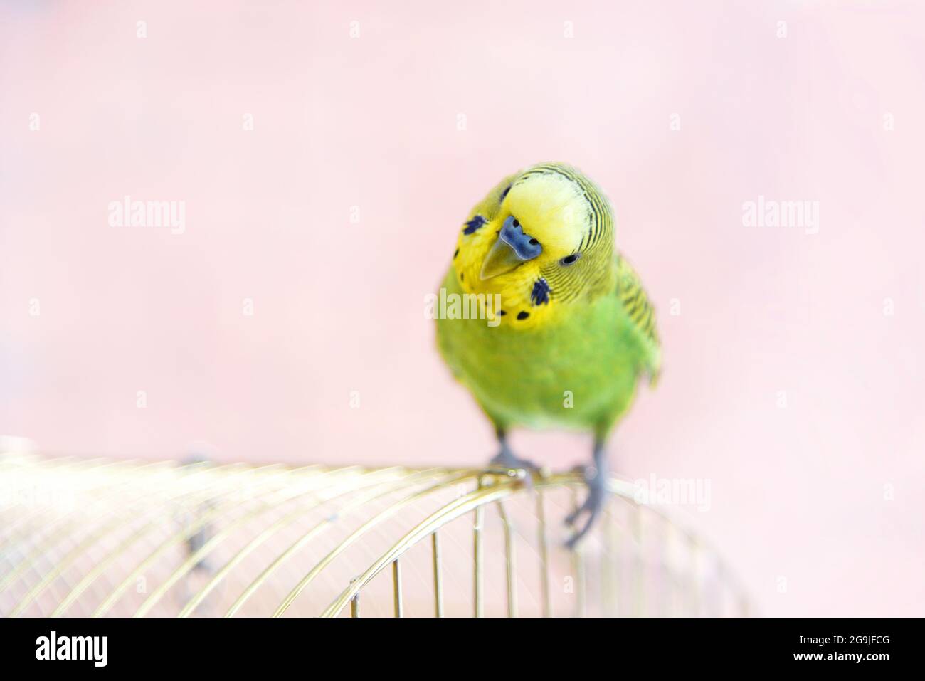 Funny budgerigar on the birdcage. Green Budgie Stock Photo - Alamy
