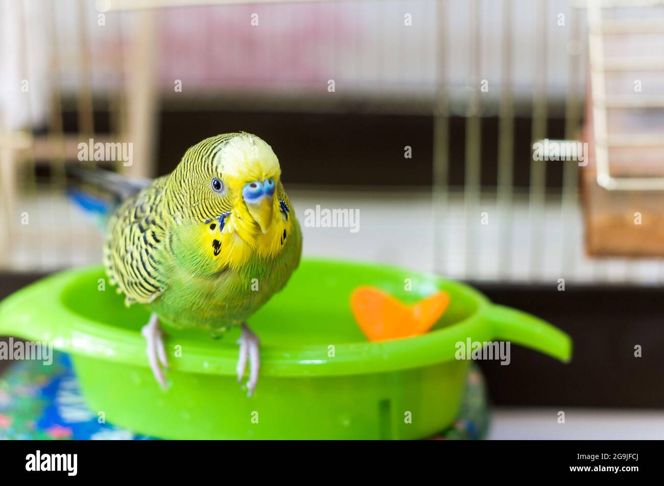 Budgerigar on the bird cage. Funny wet green budgie parrot takes a bath ...