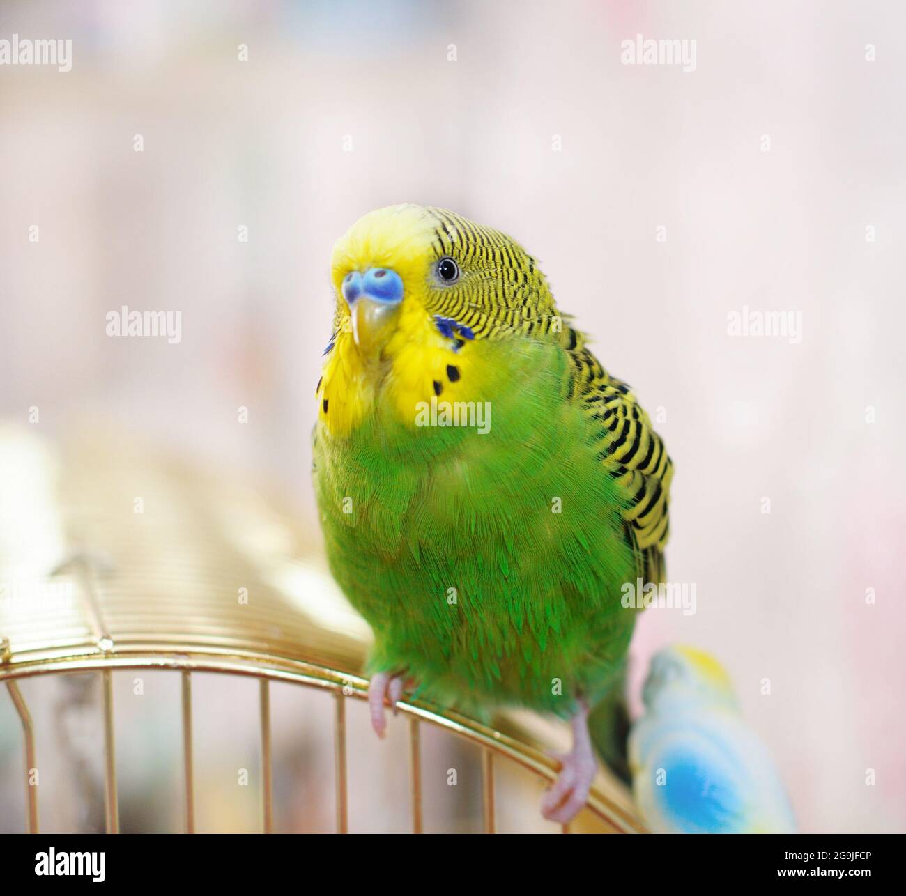 Budgie water hi-res stock photography and images - Alamy