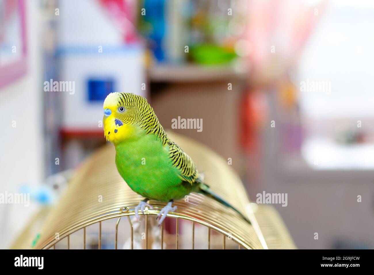 Budgerigar on the birdcage. Budgie Stock Photo - Alamy