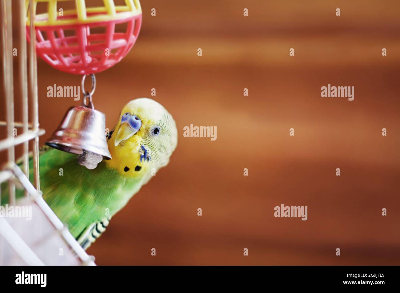 Domestic budgie sitting with his toy friend. A green Budgerigar Stock ...