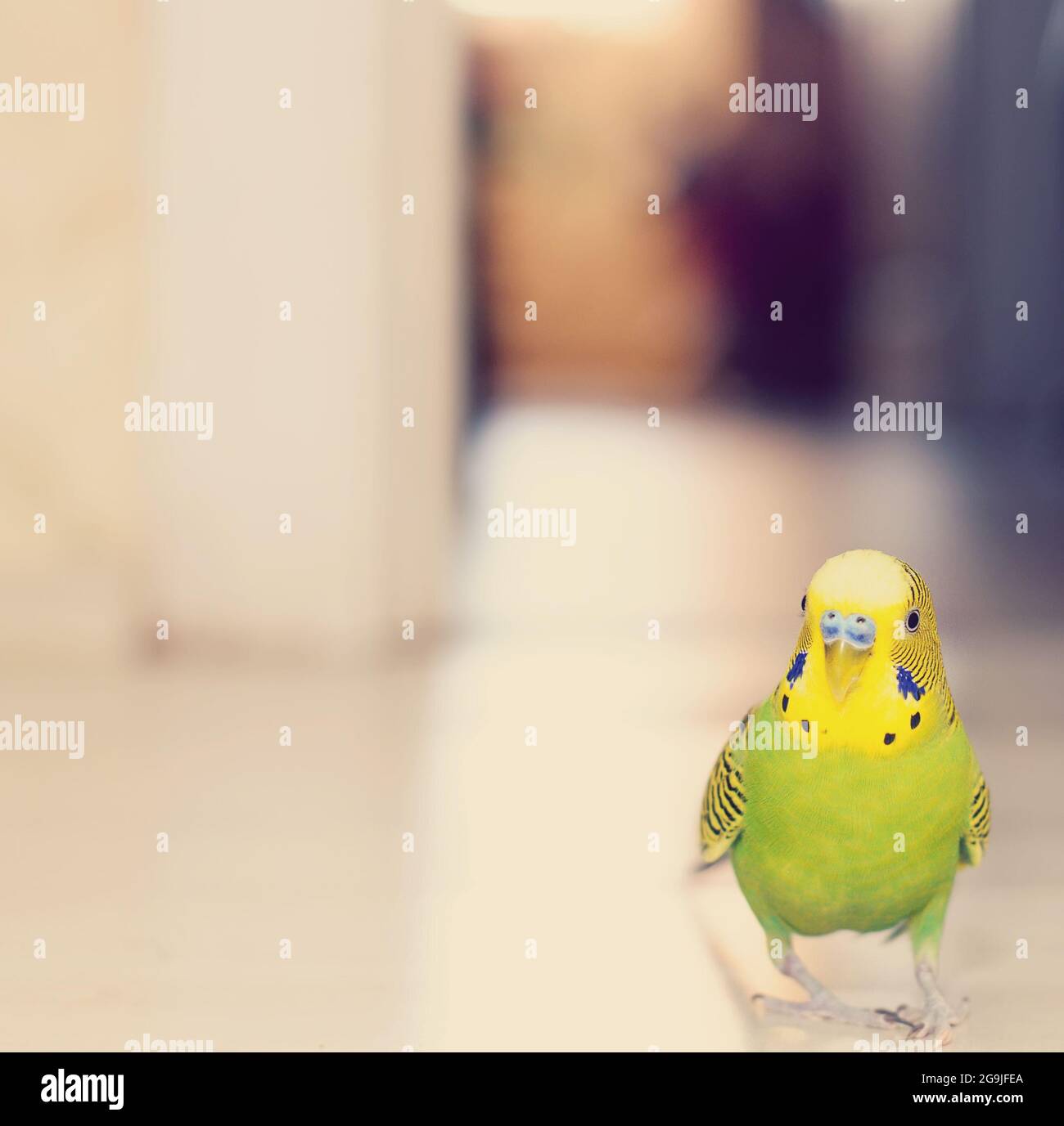 Budgerigar parrot walking on the floor. Budgie Stock Photo - Alamy