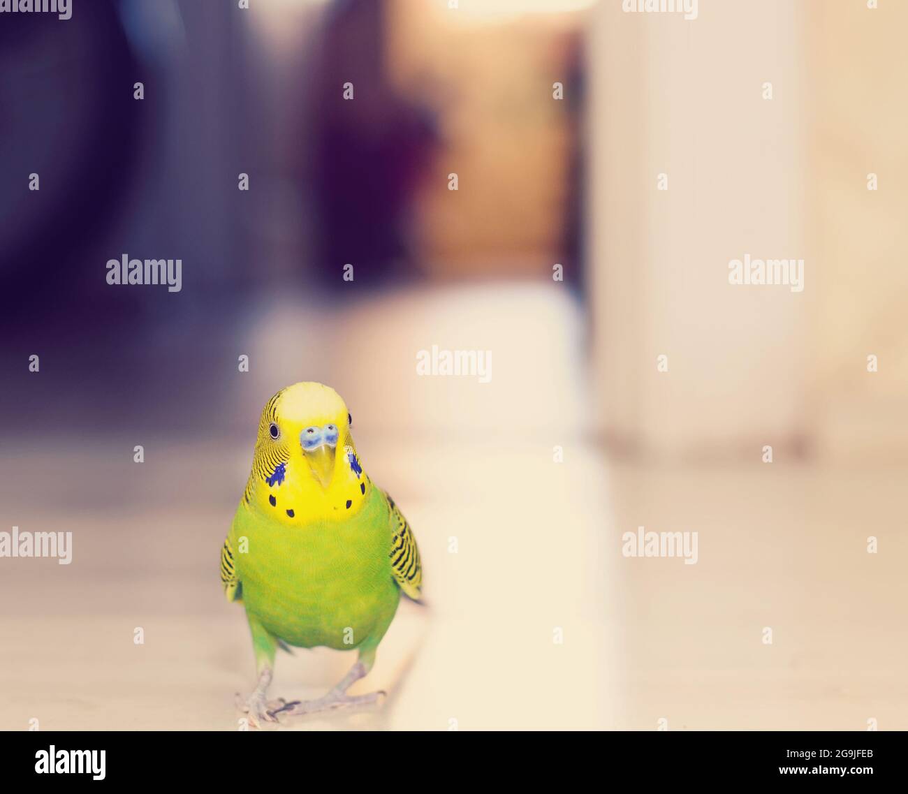 Aviary floor hi-res stock photography and images - Alamy