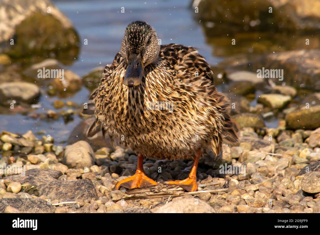 Close-up of Mallard Duck shaking off water after leaving the pond Stock ...