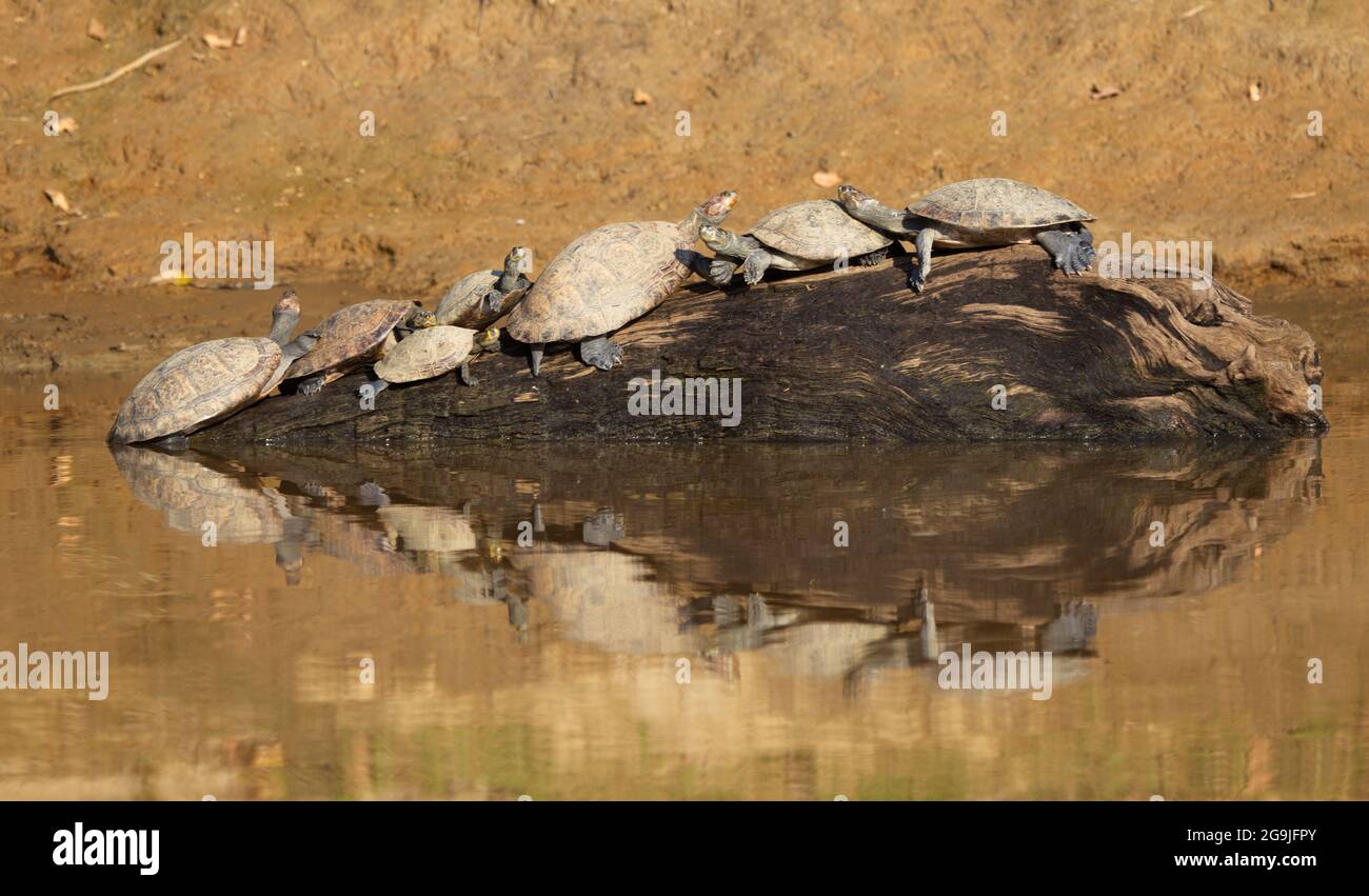 Group of Yellow-spotted river turtles (Podocnemis unifilis) with ...