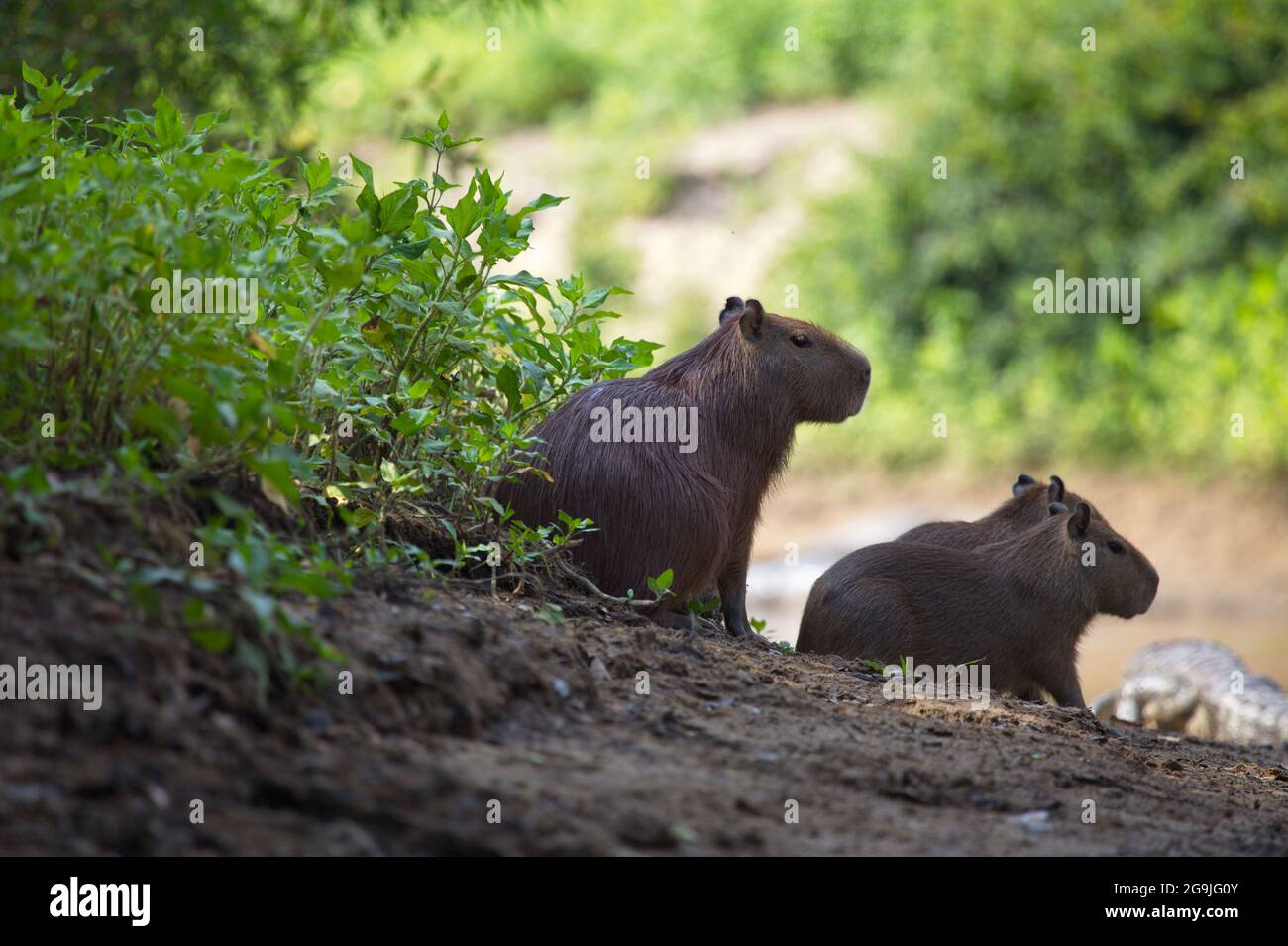 Closeup portrait of two Capybara (Hydrochoerus hydrochaeris) with ...