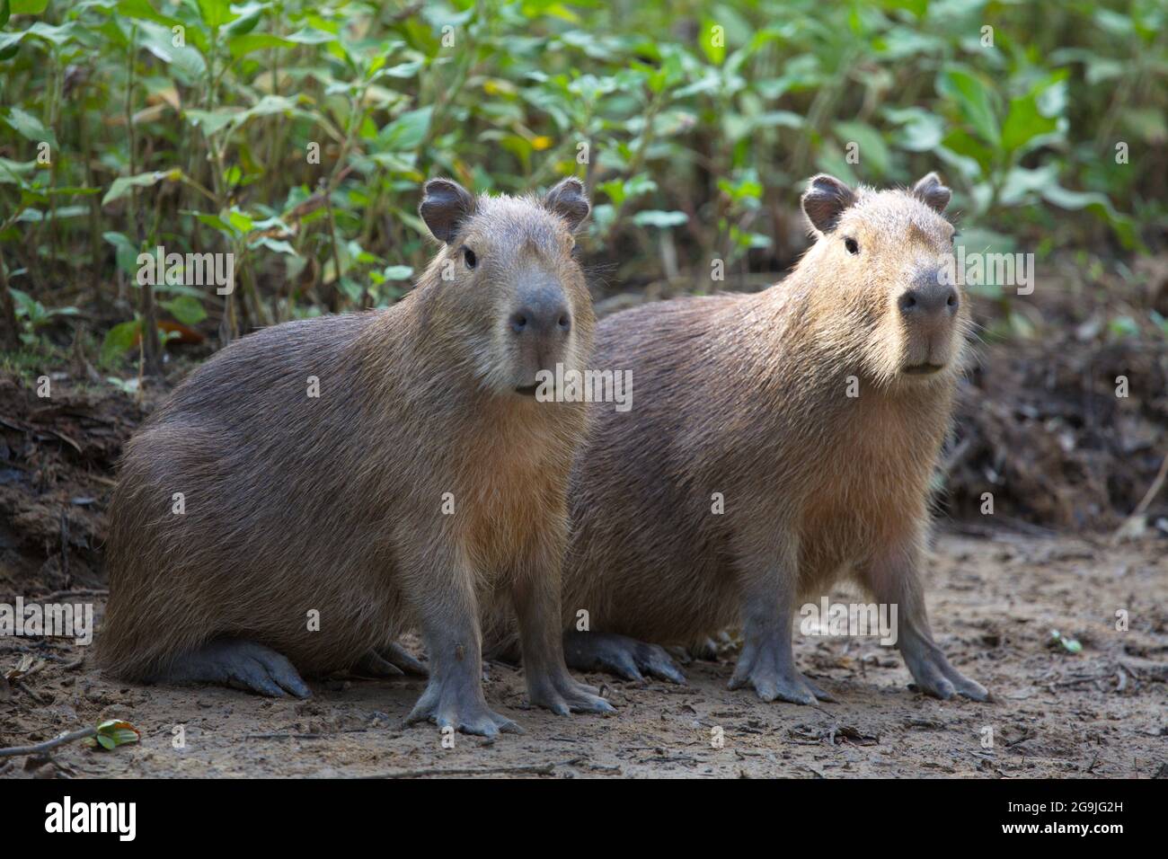 Capybara’s webbed feet hi-res stock photography and images - Alamy