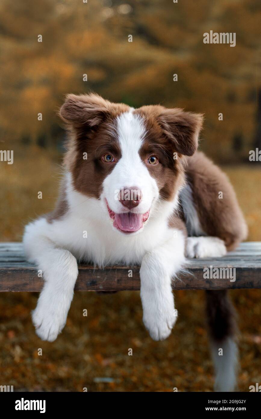 Pitbull Border Collie Puppies