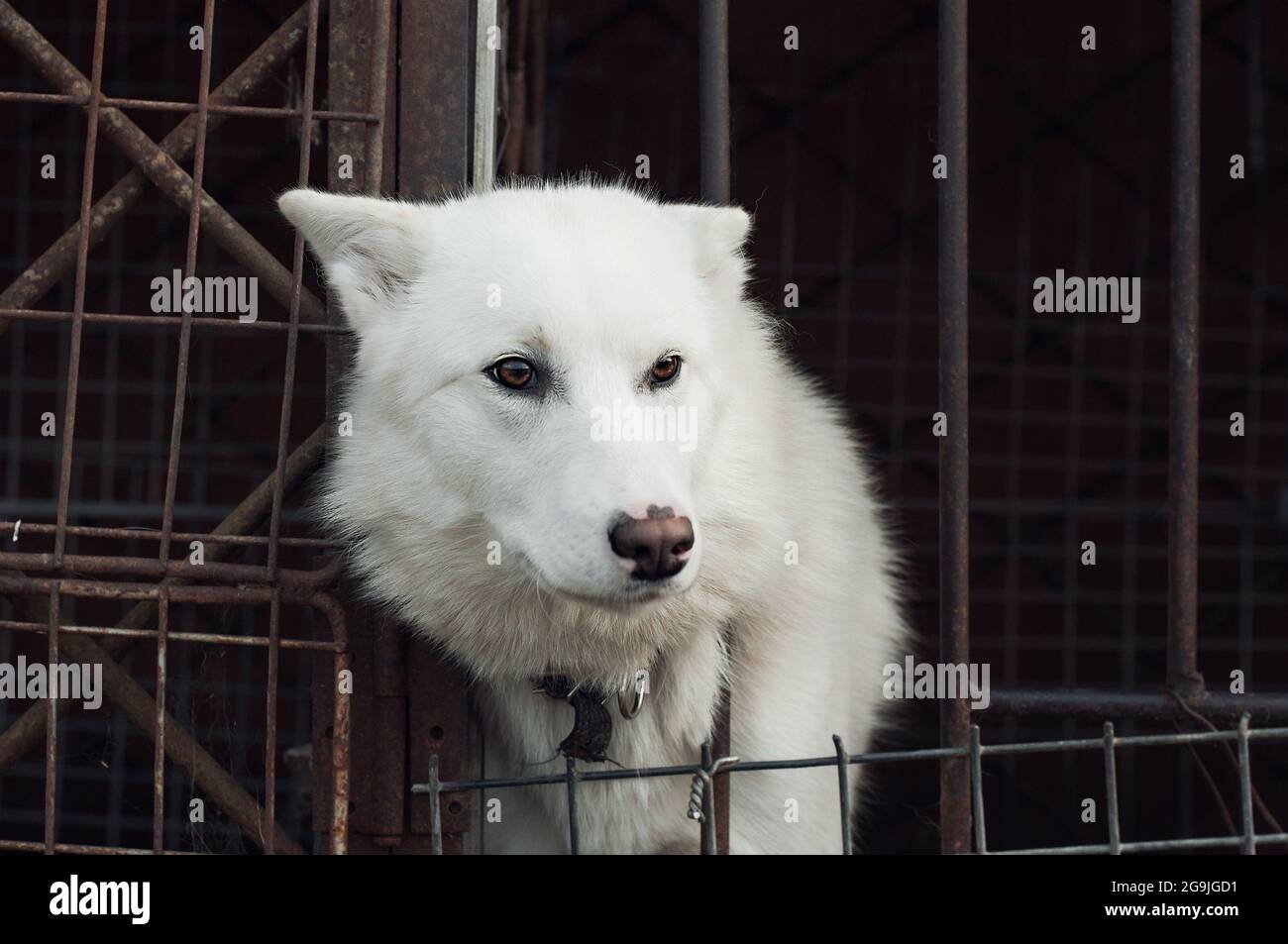 Cage dog border hi-res stock photography and images - Alamy
