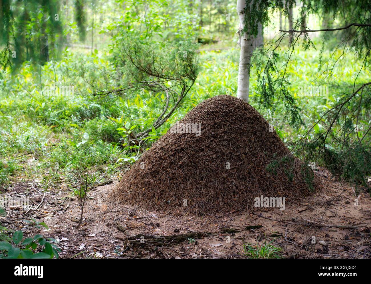 Ant hill at forest edge hi-res stock photography and images - Alamy