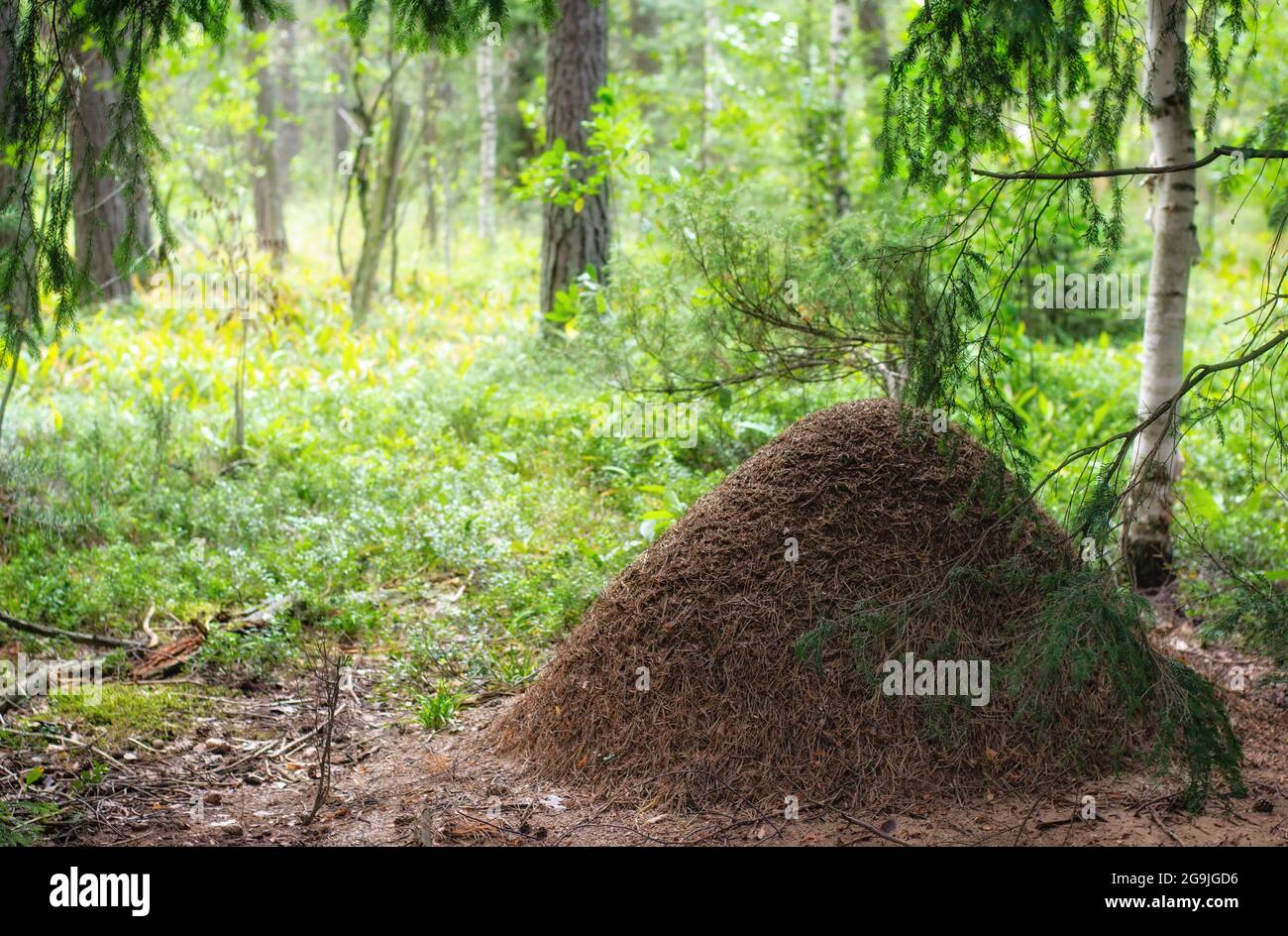 Big anthill in the woods. Big anthill with colony of ants in summer ...