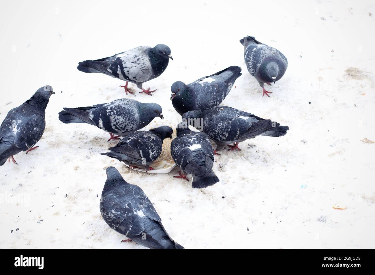 White Beak Rush High Resolution Stock Photography and Images - Alamy
