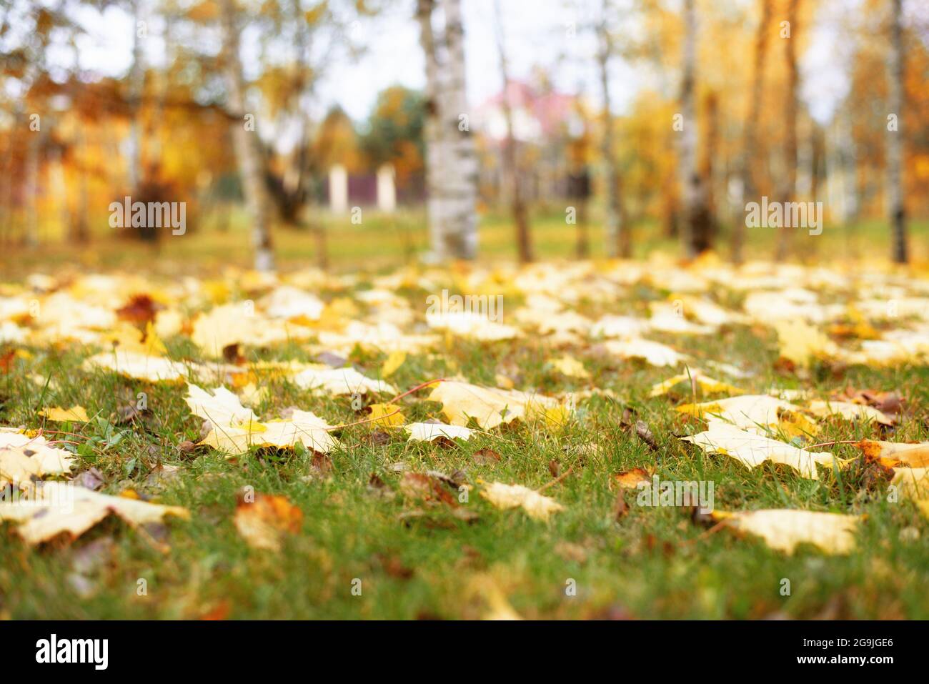 Rich burgundy colors hi-res stock photography and images - Alamy