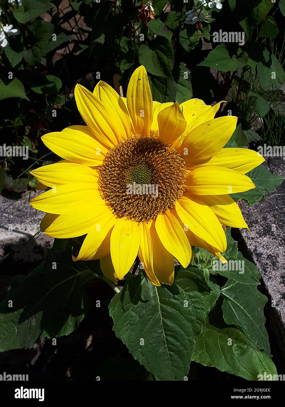 Stunning Sunflower in Pot on my Patio Stock Photo - Alamy