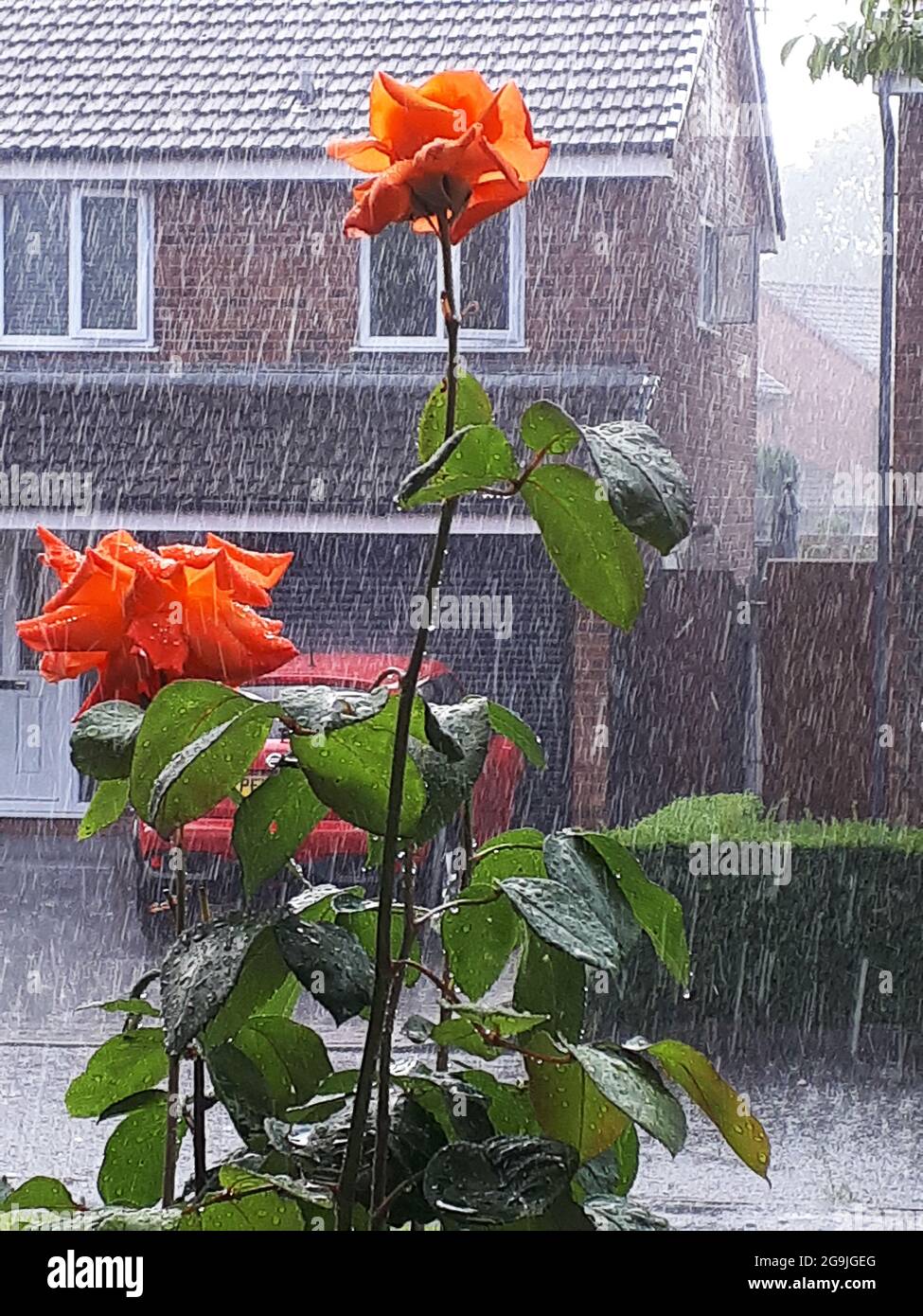 Rose garden in thunderstorm hi-res stock photography and images - Alamy